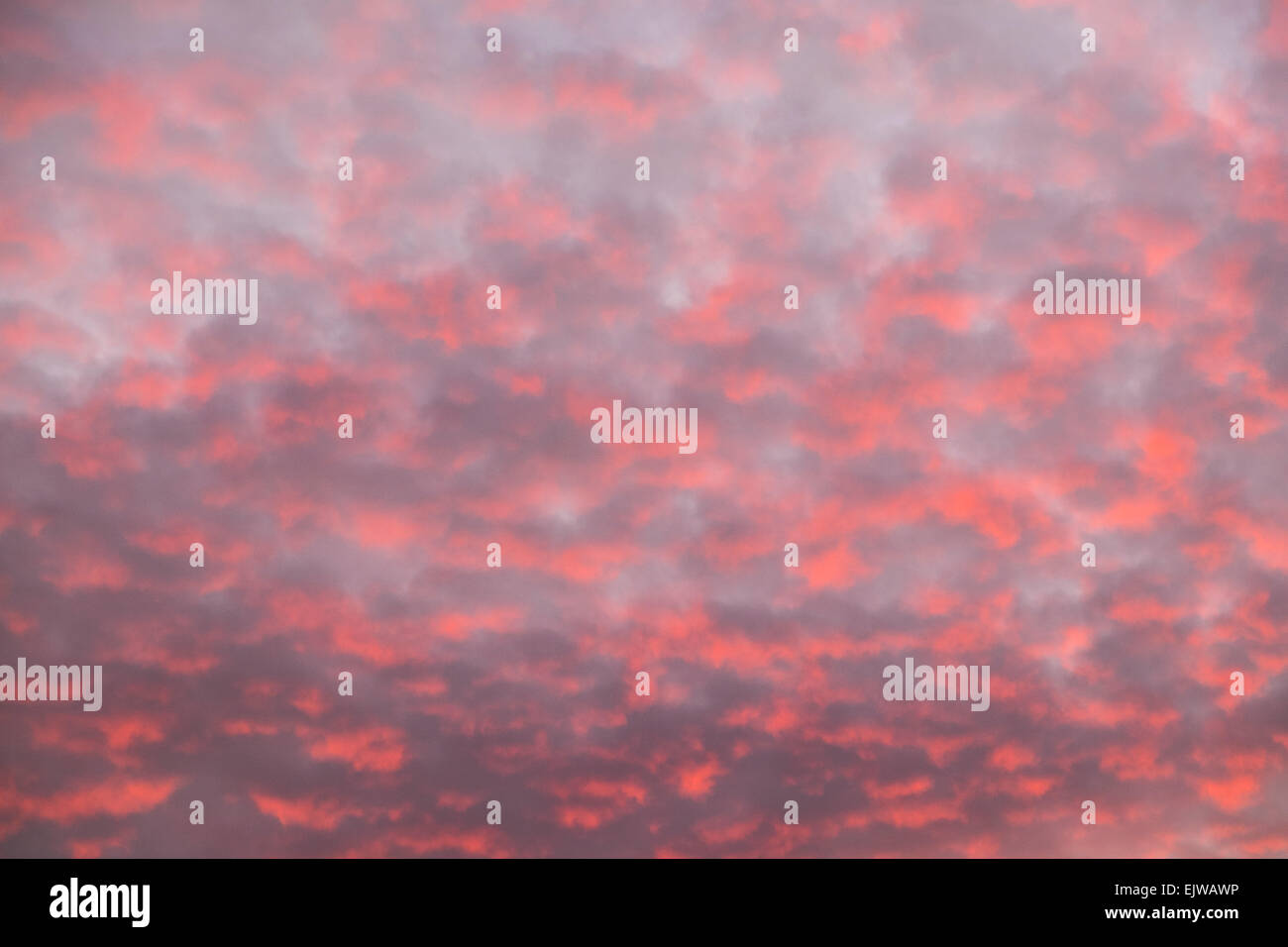 Pink clouds on sky at sunrise Stock Photo - Alamy