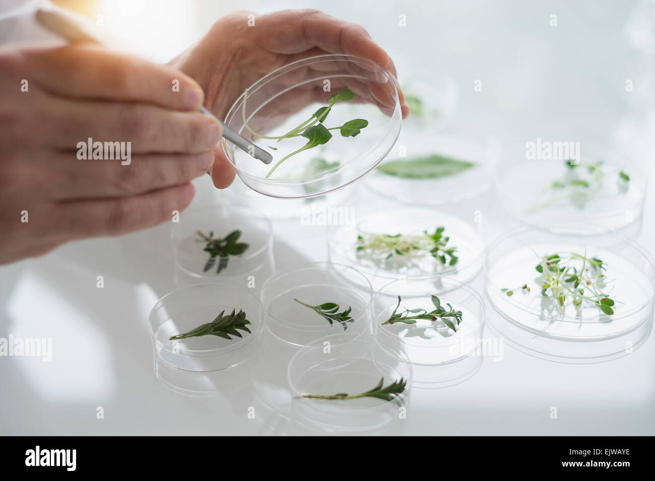 Close up of man's hand preparing plants in laboratory Stock Photo - Alamy