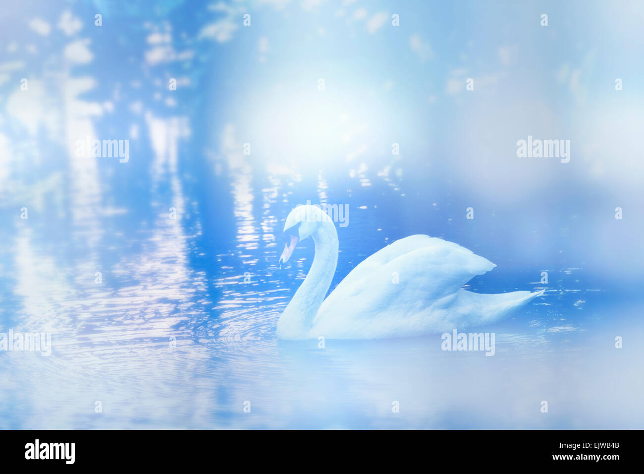 USA, Florida, Palm Beach, Swan on lake Stock Photo - Alamy