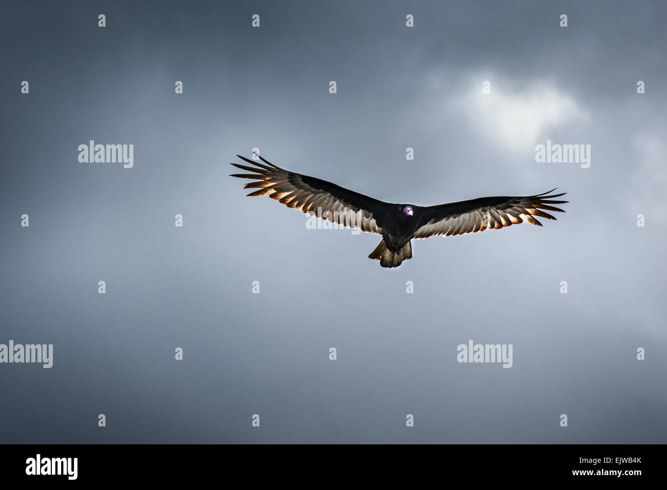 Hawk in flight Stock Photo - Alamy