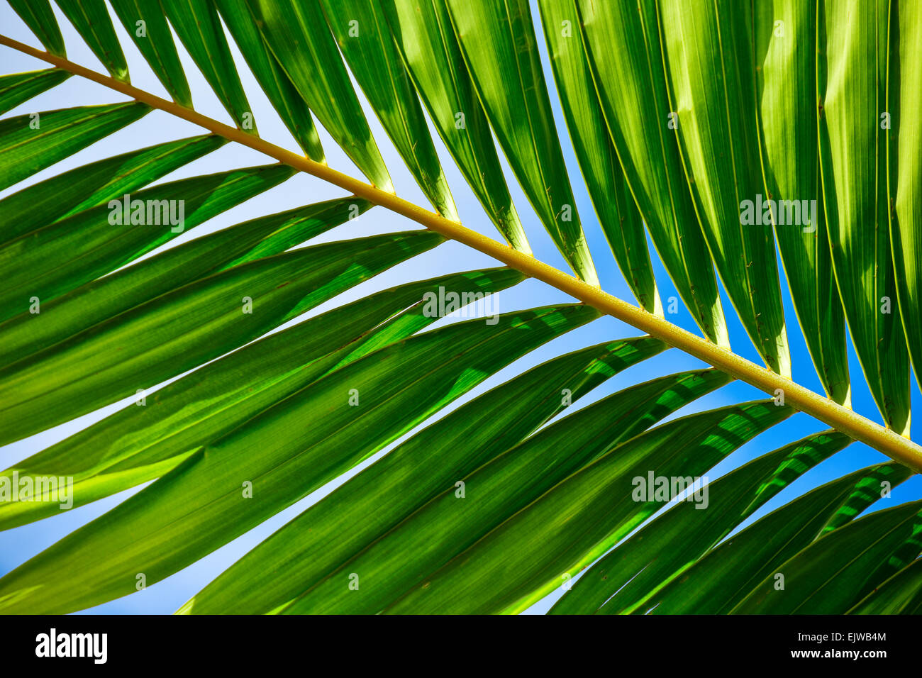USA, Florida, Palm Beach, Sunlight in palm leaf Stock Photo - Alamy