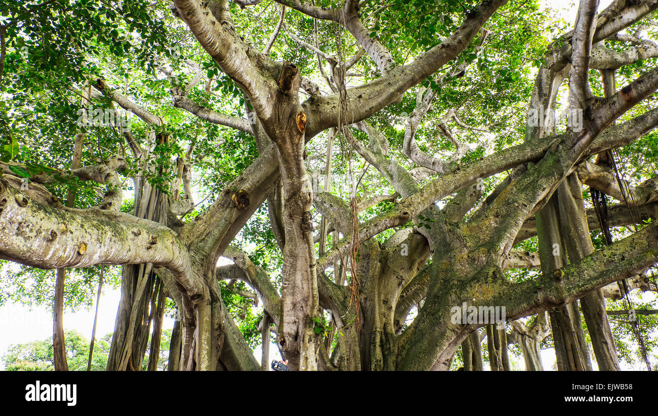USA, Florida, Palm Beach, View of Banyan Tree Stock Photo - Alamy