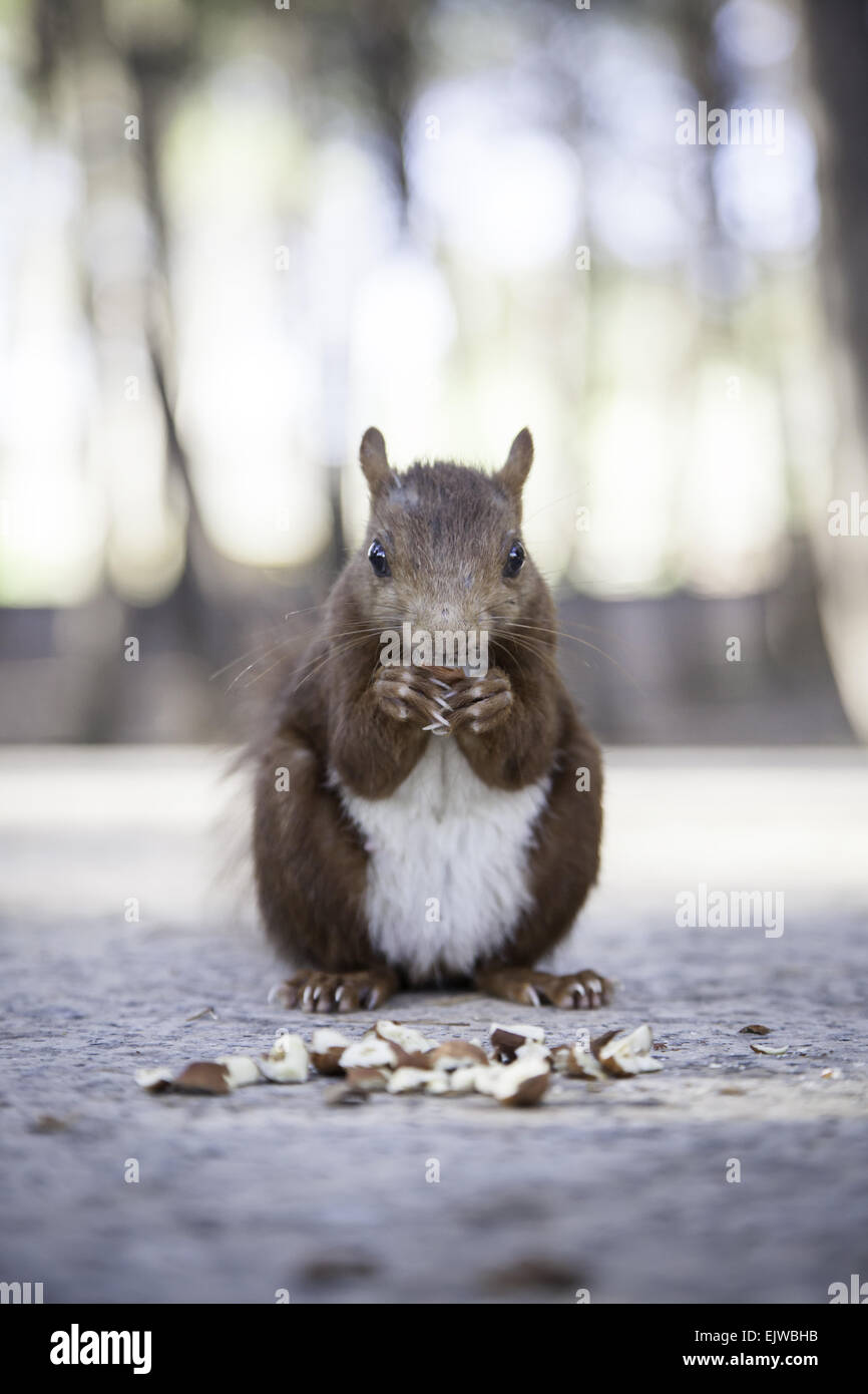 Wild squirrel eating hazelnuts, detail d eun comiento forest animal ...