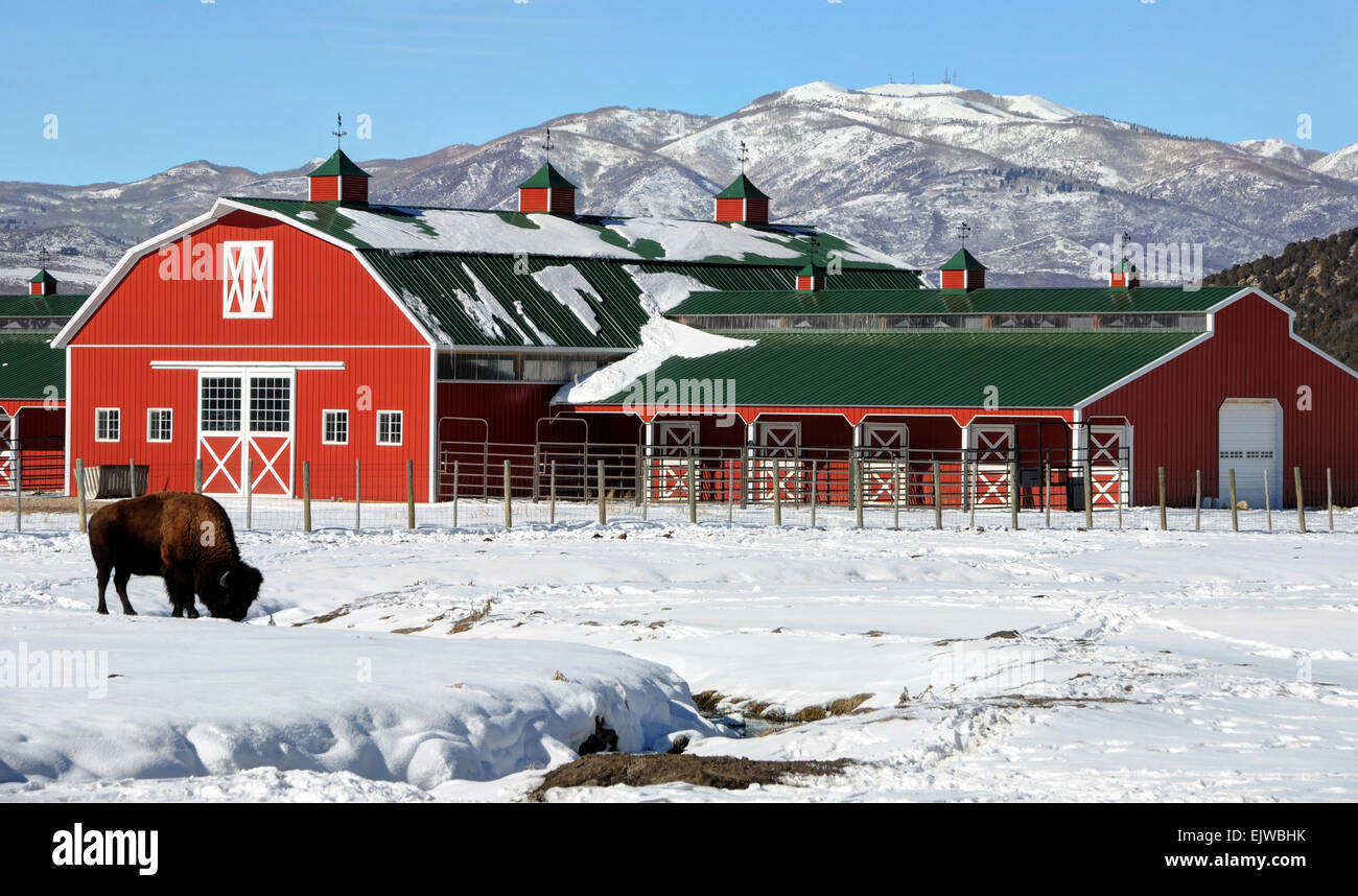 Snowy Red Mountain Barn With Buffalo - Utah Stock Photo - Alamy