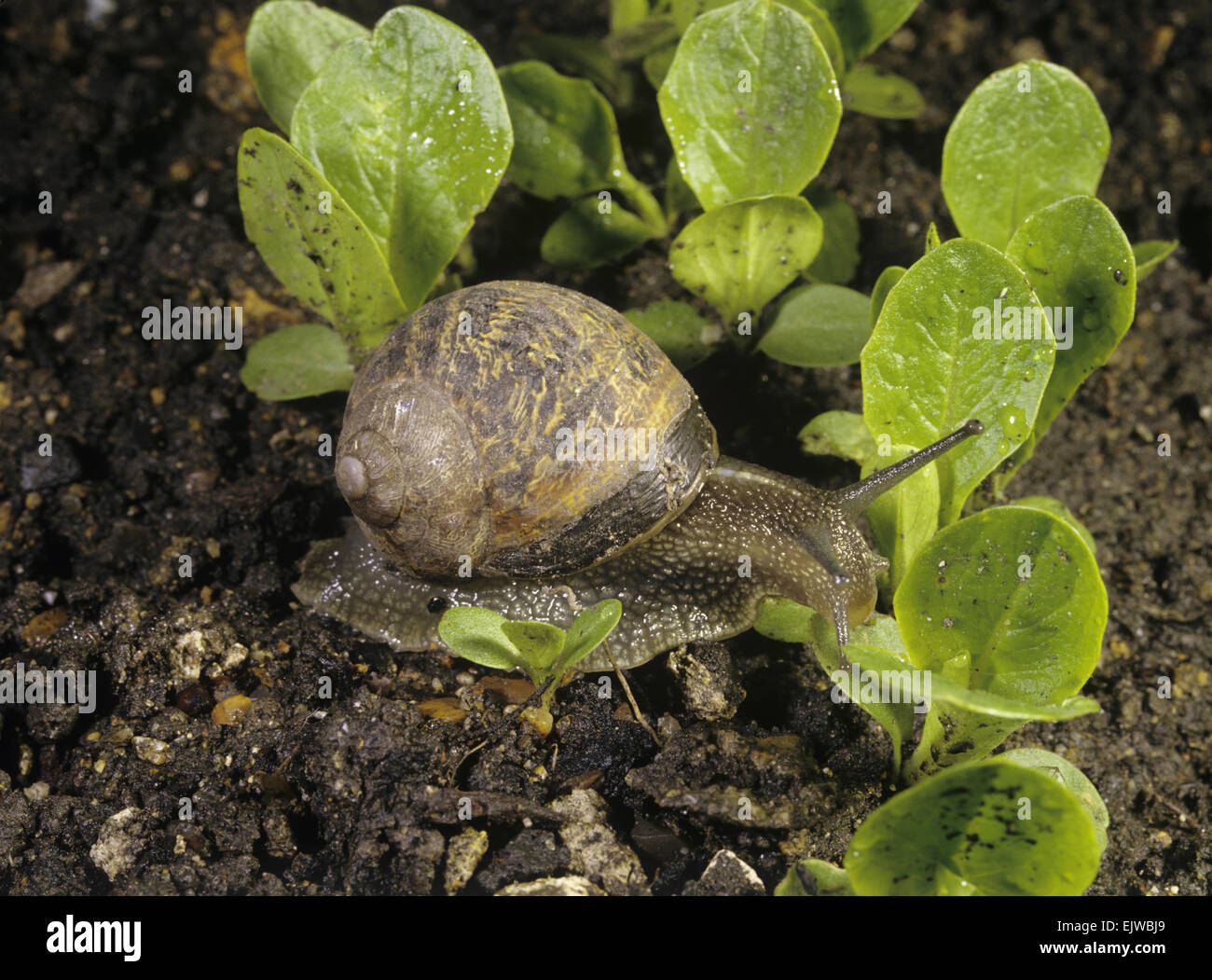 Garden snail hi-res stock photography and images - Alamy