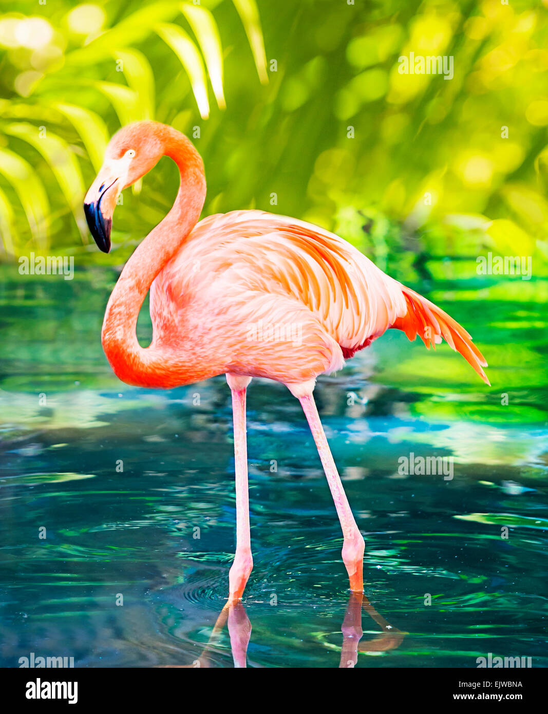 Flamingo wading hi-res stock photography and images - Alamy