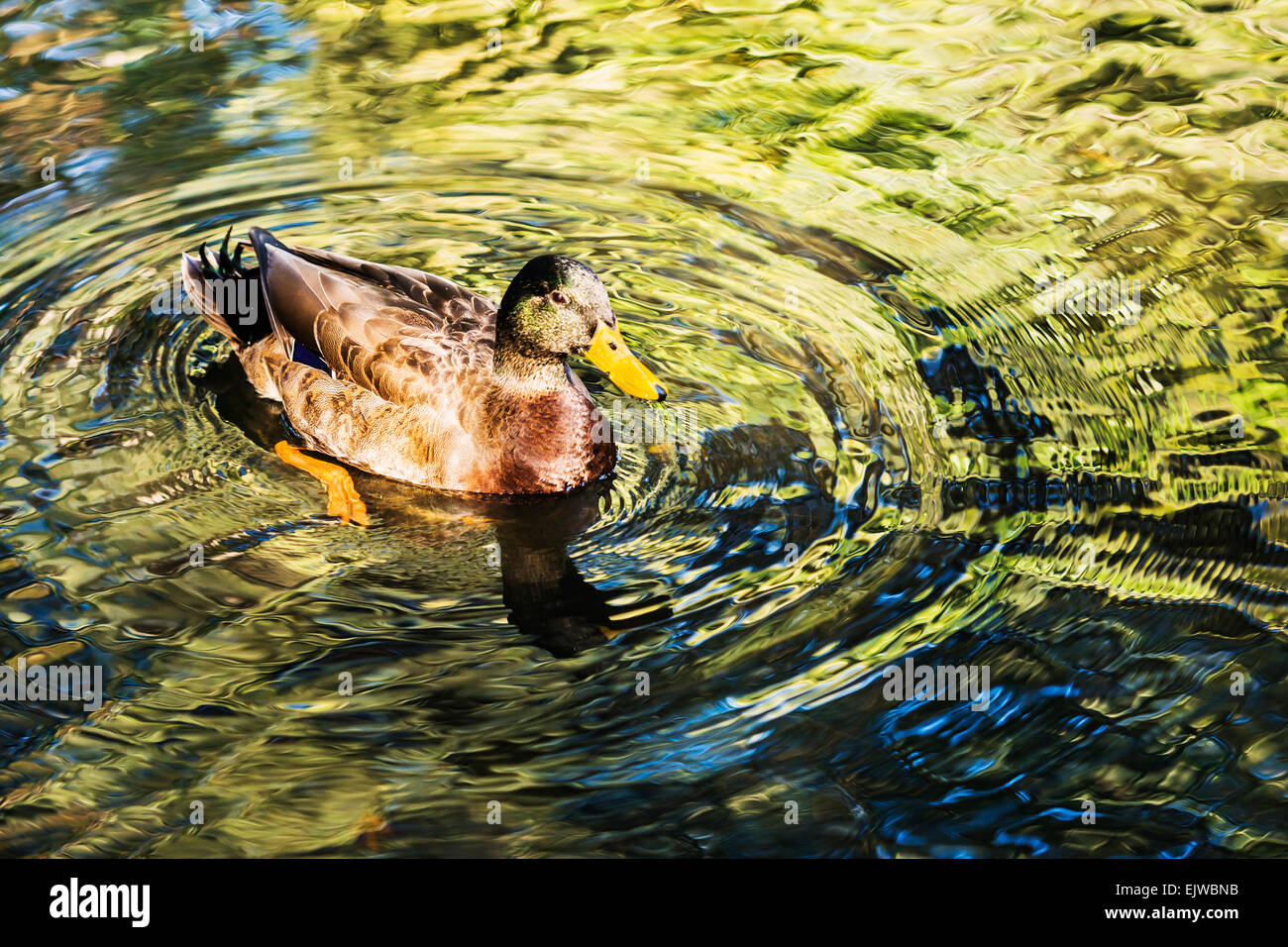 Beach duck hi-res stock photography and images - Alamy
