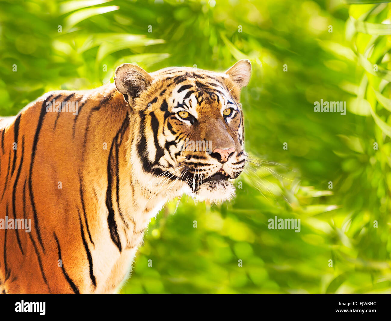 West central florida hi-res stock photography and images - Alamy