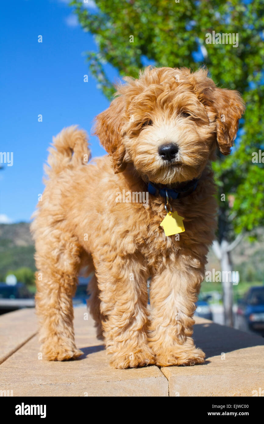 USA, Colorado, Portrait of cute young dog Stock Photo - Alamy