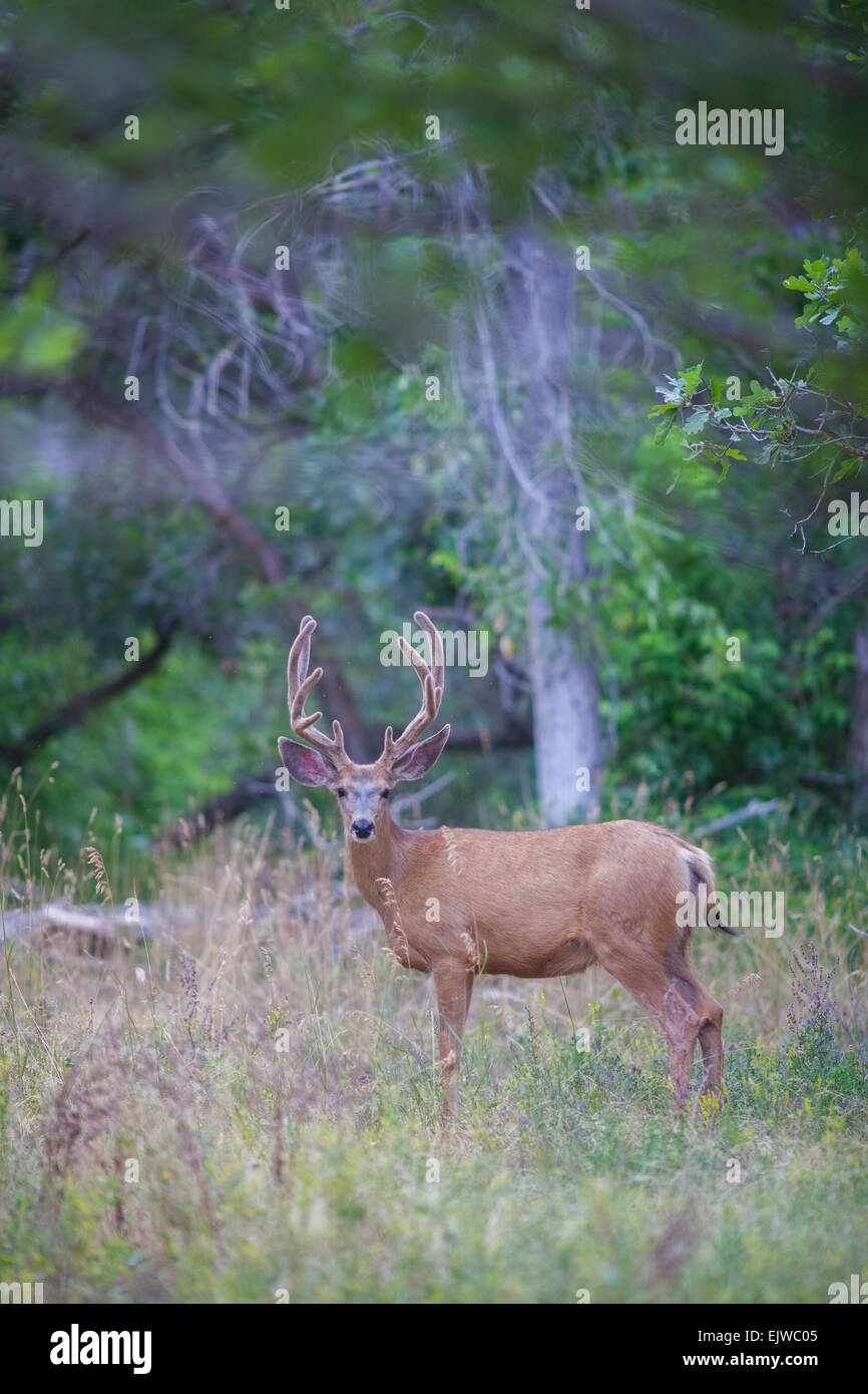 Side view mule deer buck hi-res stock photography and images - Alamy
