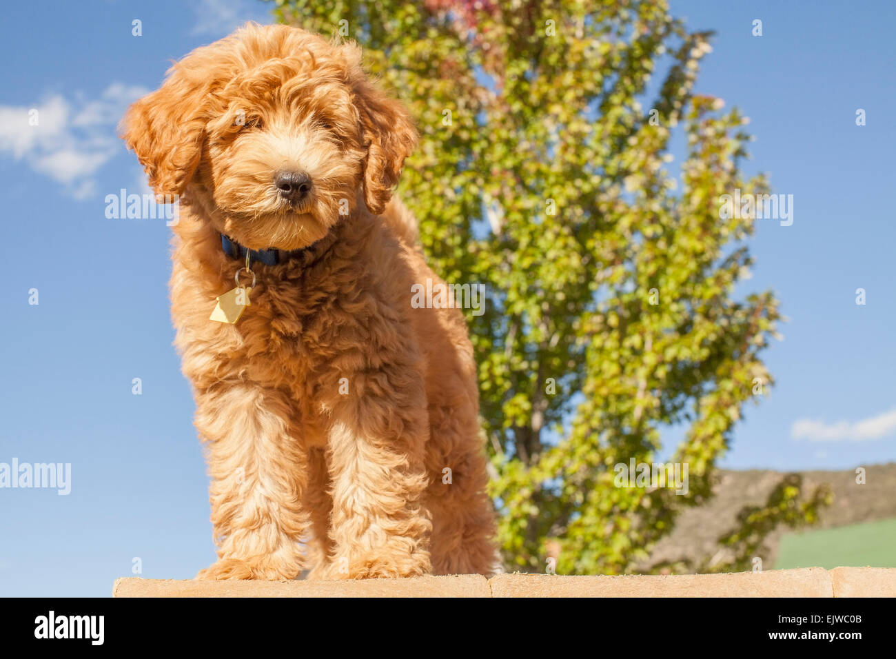 USA, Colorado, Portrait of cute young dog Stock Photo - Alamy