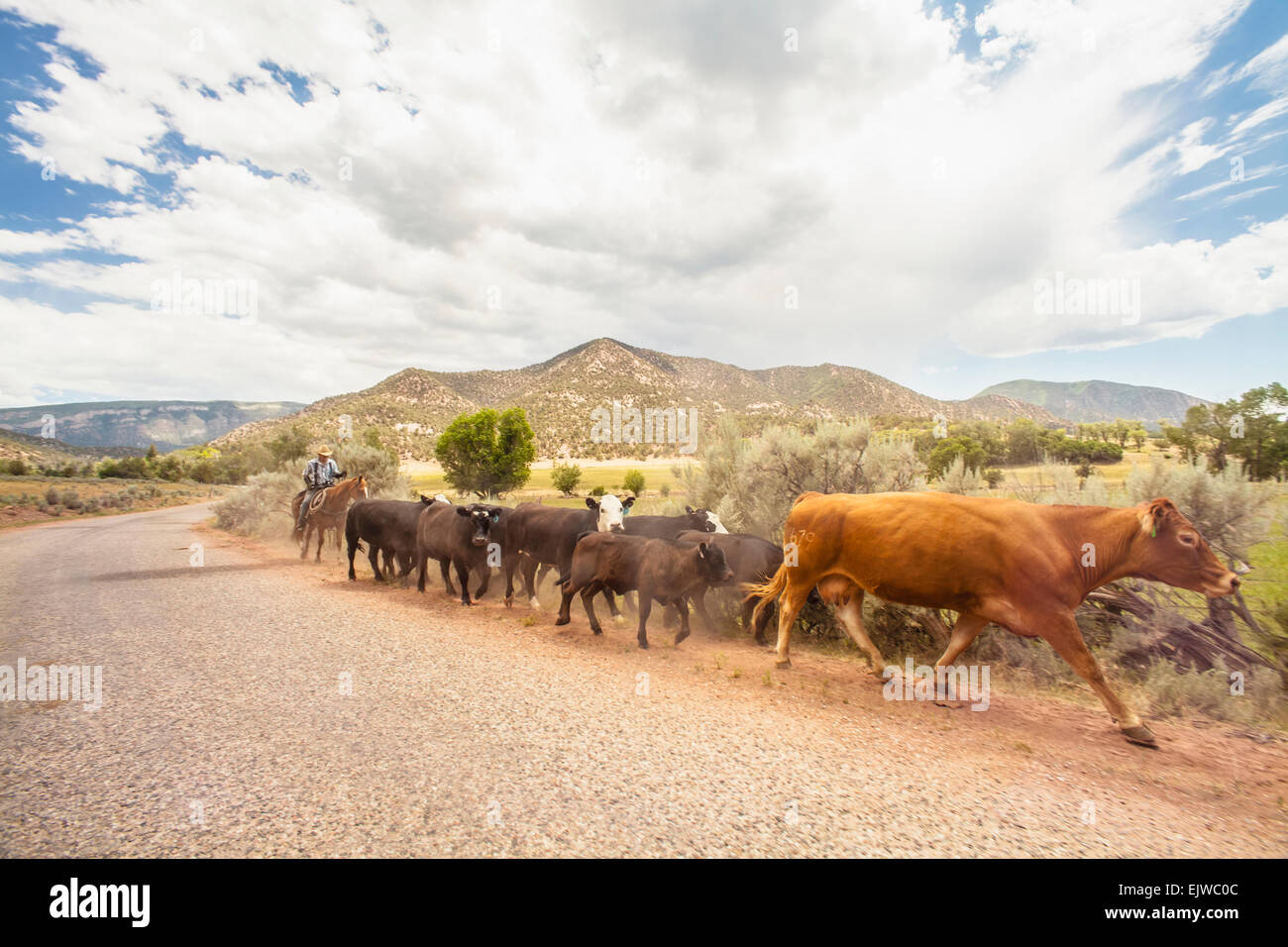 USA, Colorado, Cowboy with cattle Stock Photo - Alamy