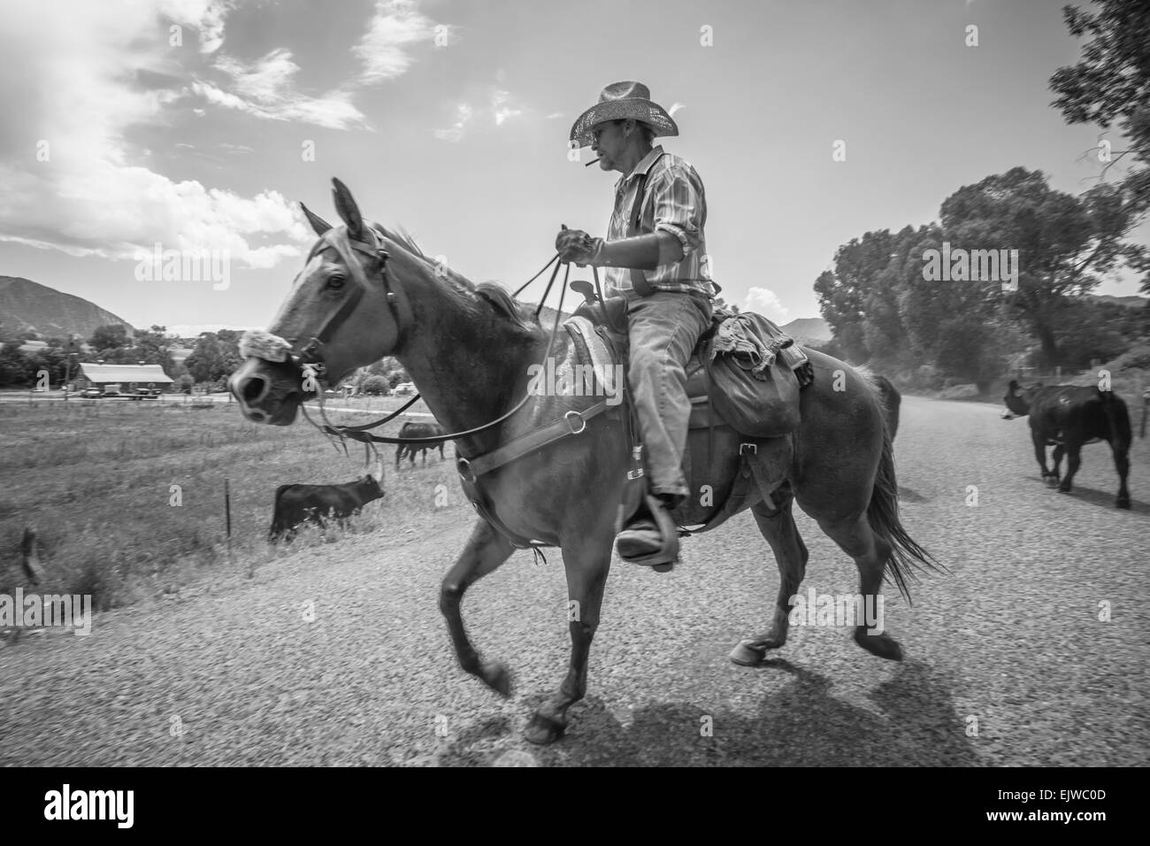 Cattle horse Black and White Stock Photos & Images - Alamy