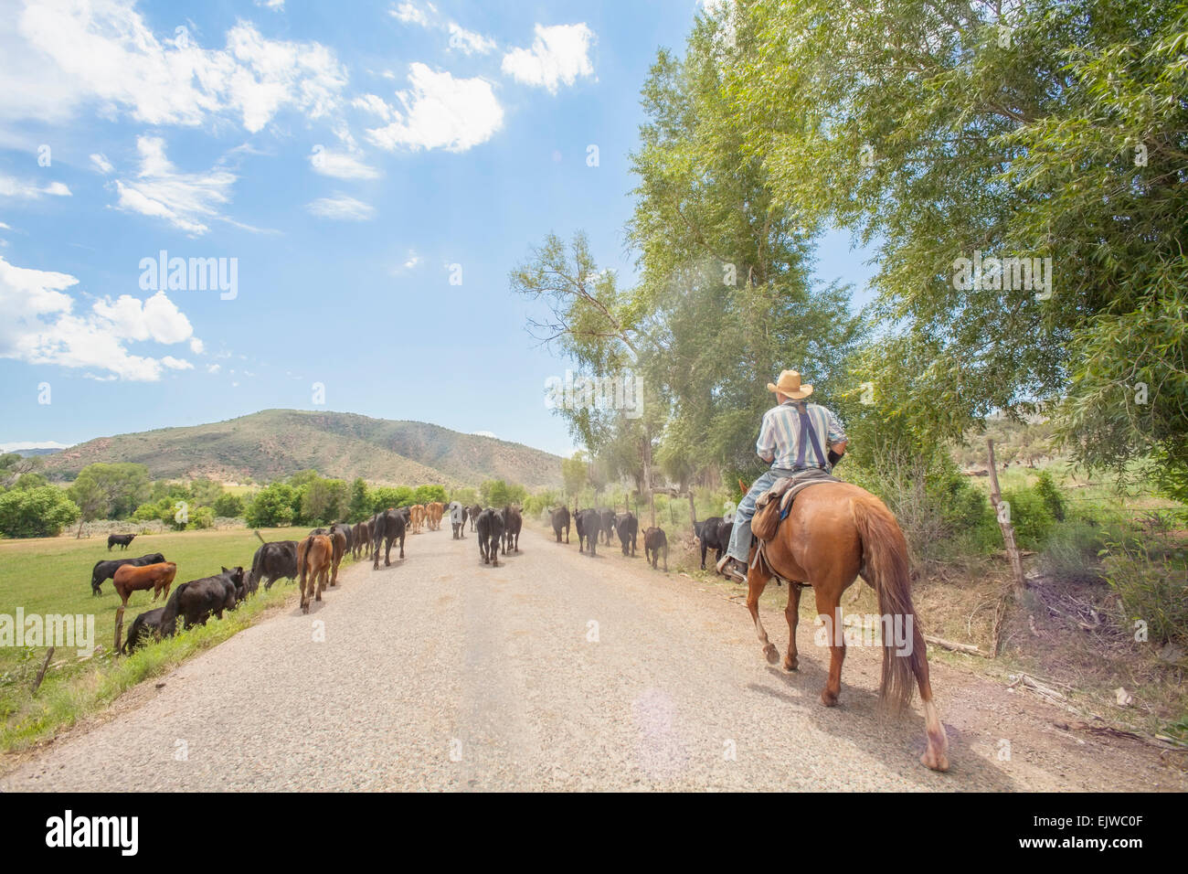 Usa cattle ranch horse hi-res stock photography and images - Alamy