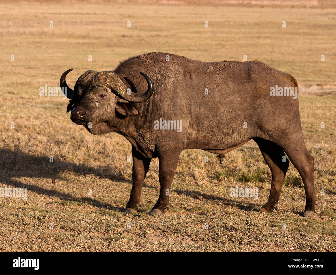 African buffalo bull Stock Photo - Alamy