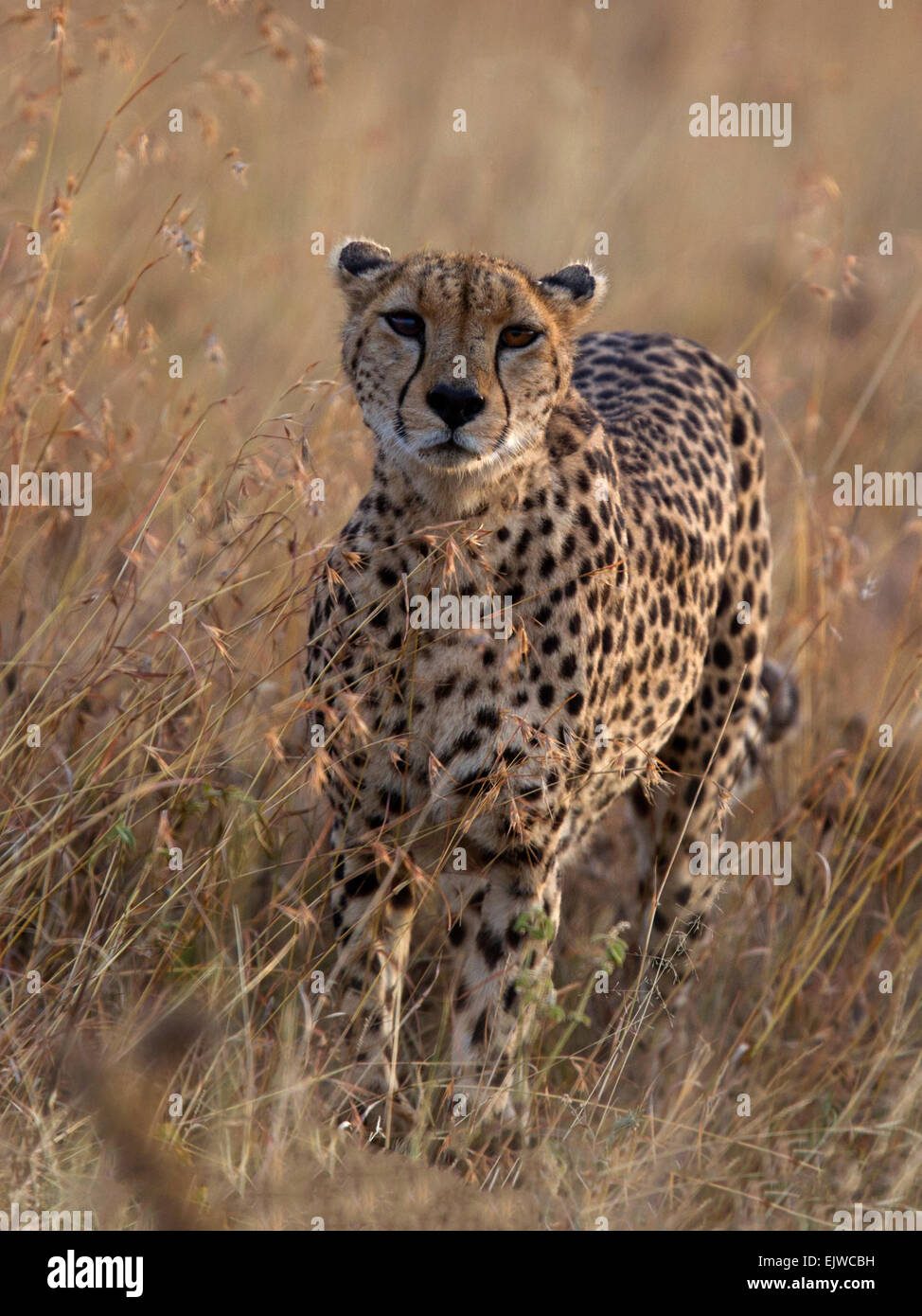 Cheetah standing hi-res stock photography and images - Alamy
