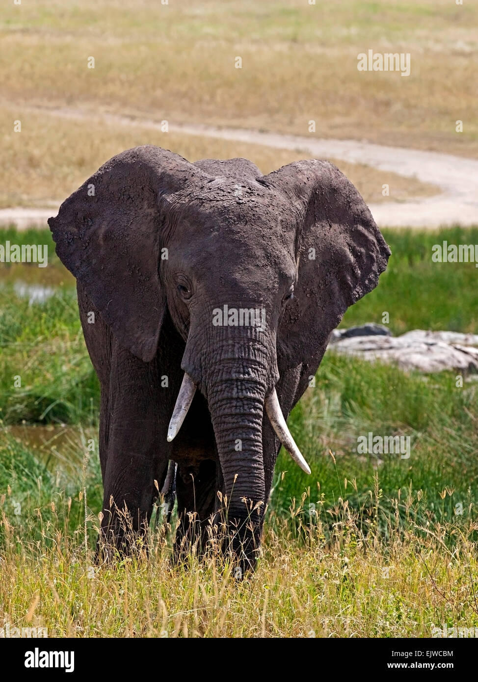 Bull African elephant walking Stock Photo - Alamy