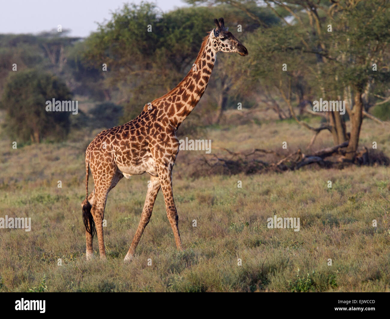 Male masai giraffe walking Stock Photo - Alamy