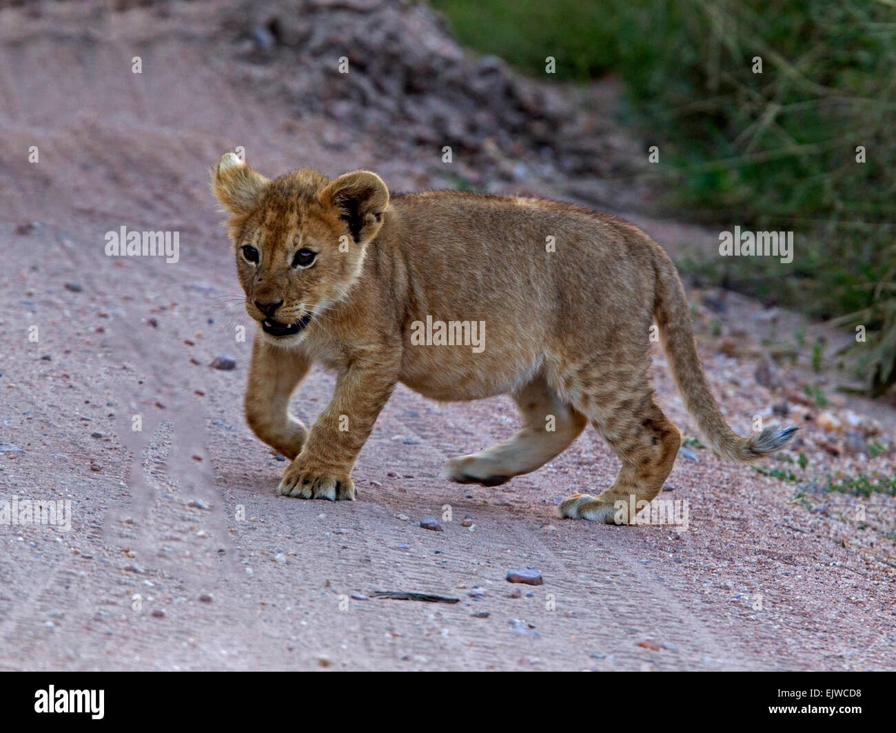 Lion cub walking across a track Stock Photo - Alamy