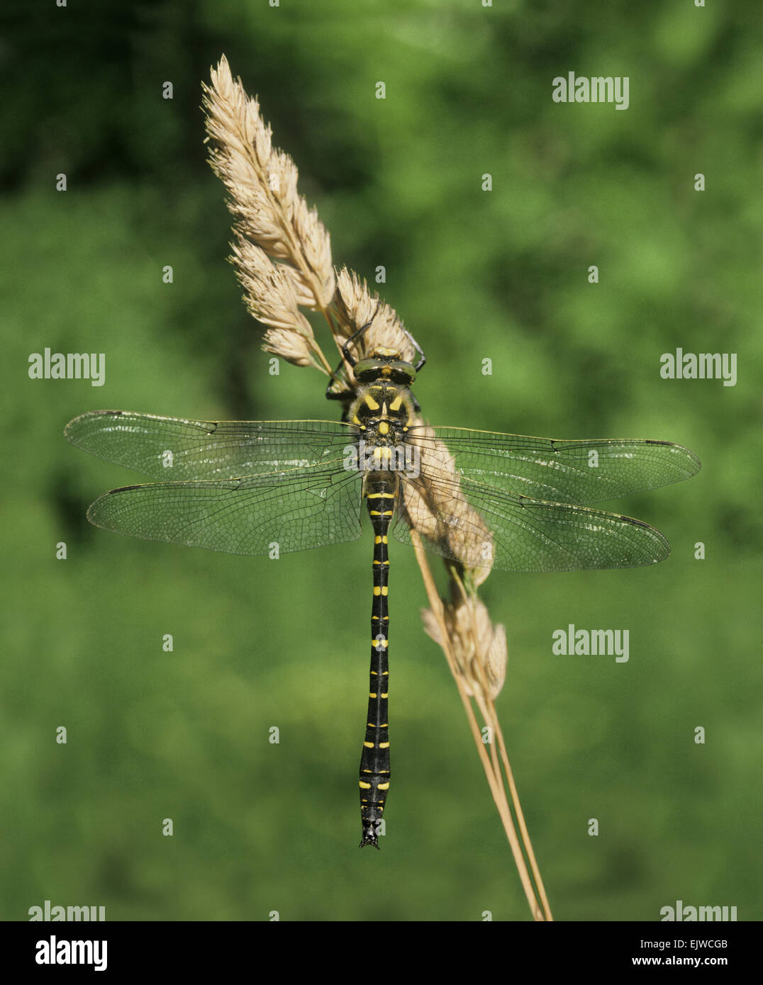 Golden-ringed Dragonfly - Cordulegaster boltonii Stock Photo - Alamy