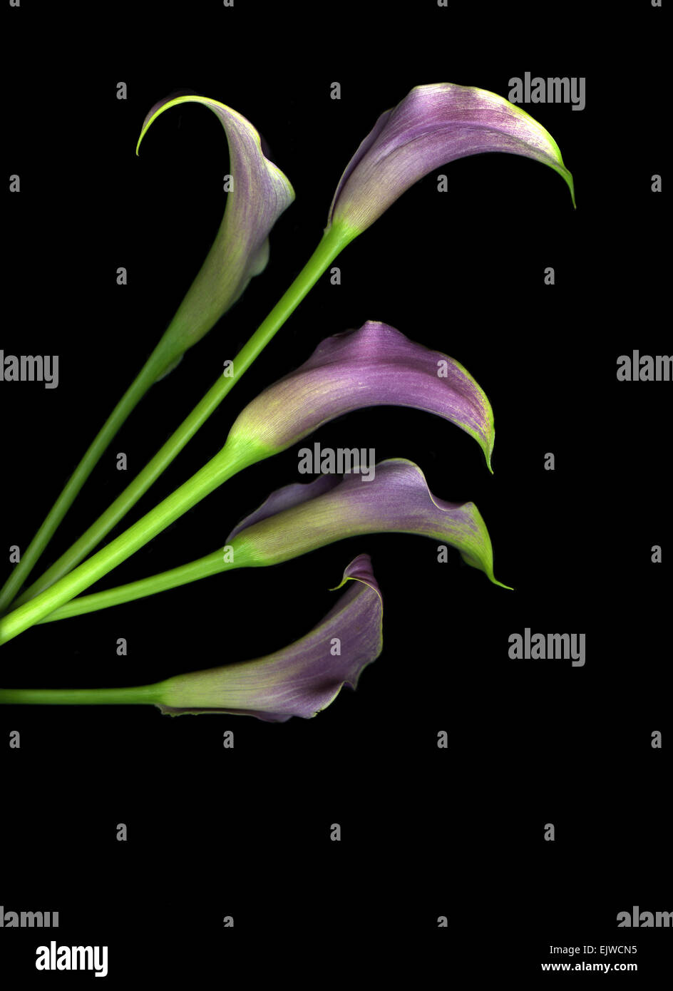 Five beautiful calla lilies isolated on black background Stock Photo ...