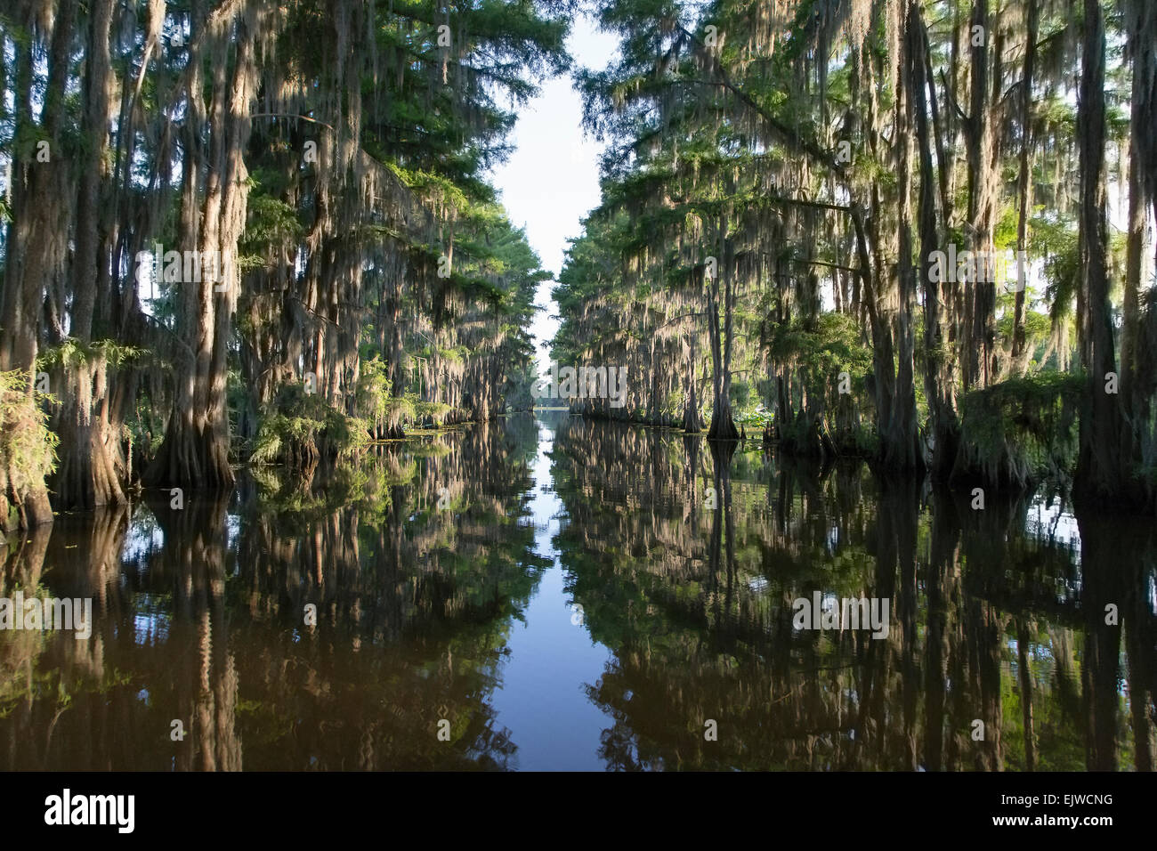USA, Texas, Caddo Lake State Park, Scenic view of lake Stock Photo - Alamy