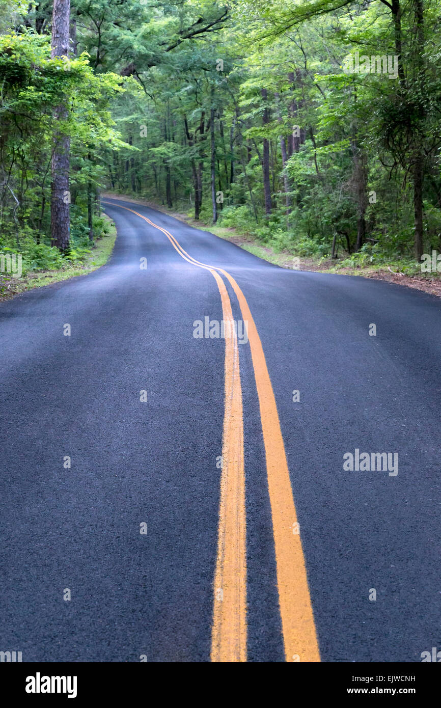USA, Texas, Caddo Lake State Park, Empty road in forest Stock Photo - Alamy