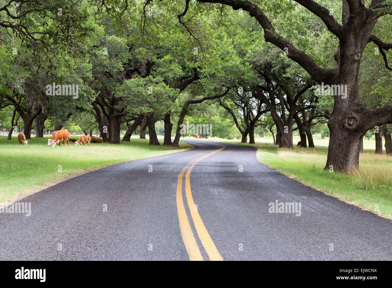 USA, Texas, Lyndon B Johnson National Historic park, Empty road Stock ...