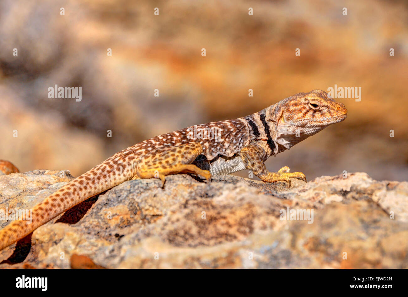 Great Basin Collared Lizard - Burr Trail - Utah Stock Photo - Alamy