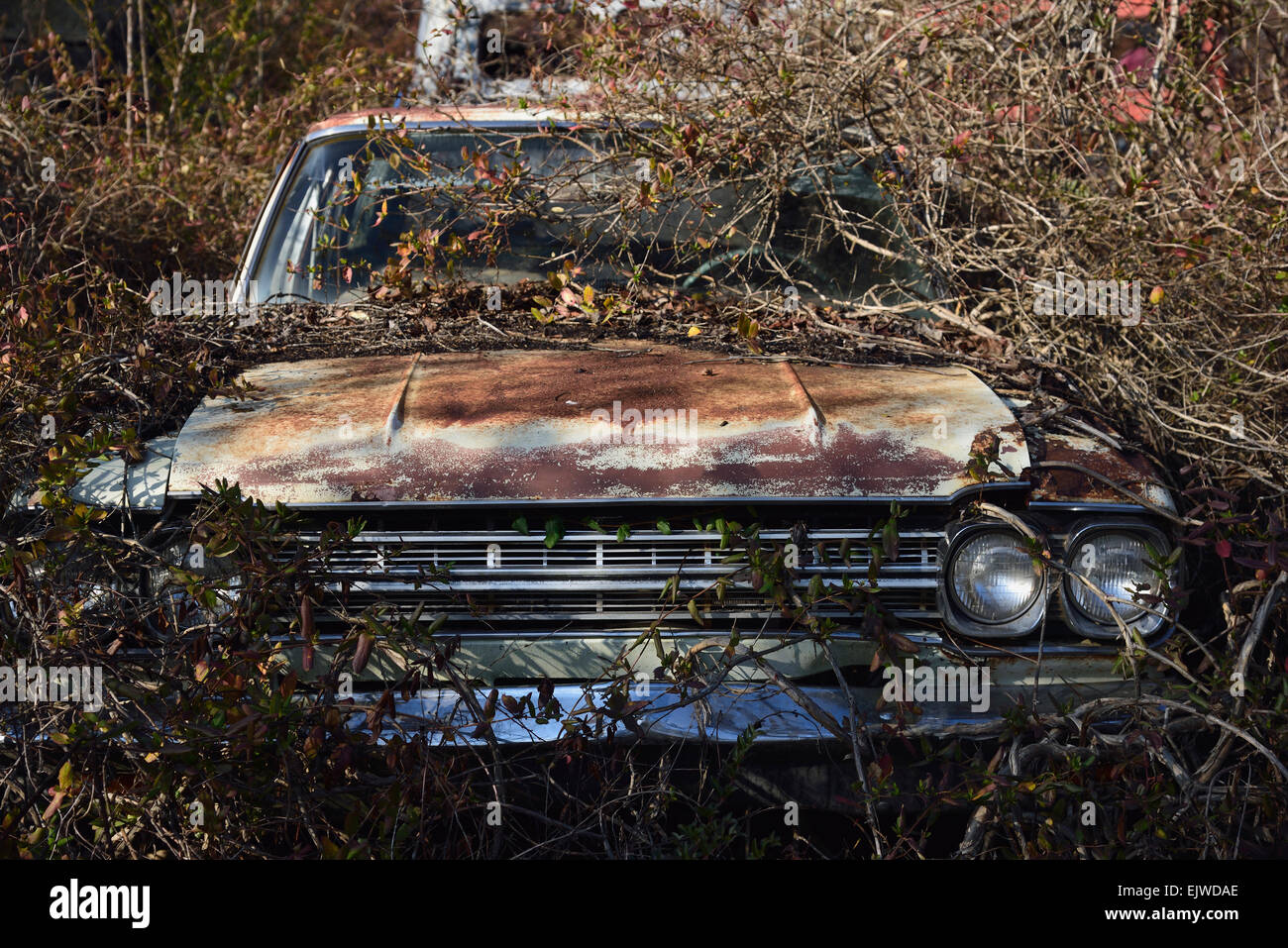 USA, Georgia, Old abandoned rusty car in bushes Stock Photo - Alamy