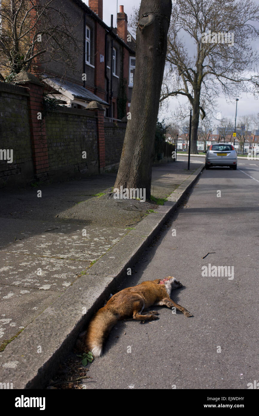 Killed fox hi-res stock photography and images - Alamy