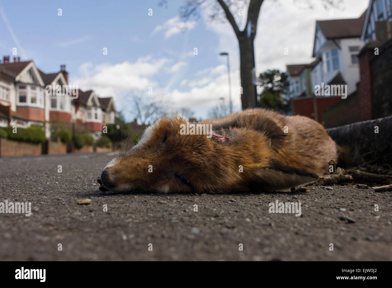 Killed fox hi-res stock photography and images - Alamy