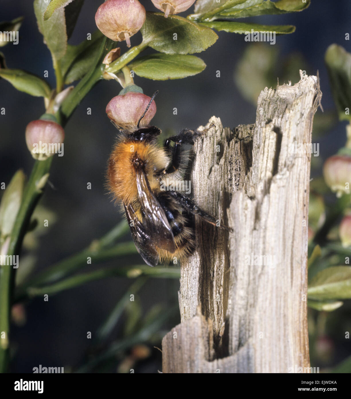 Common Carder Bee - Bombus pascuorum Stock Photo - Alamy