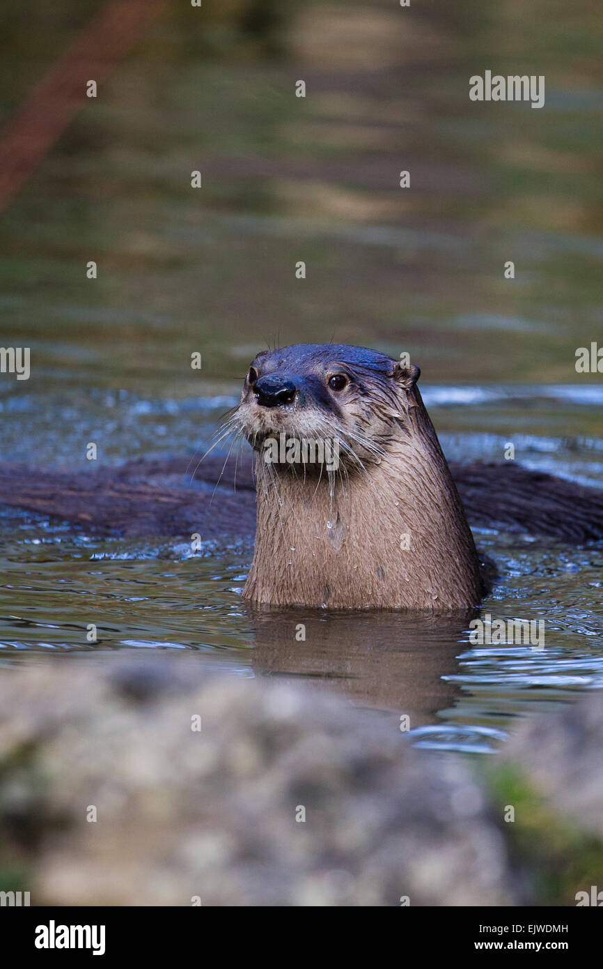Two North American river otter live in a large enclosure in the ...