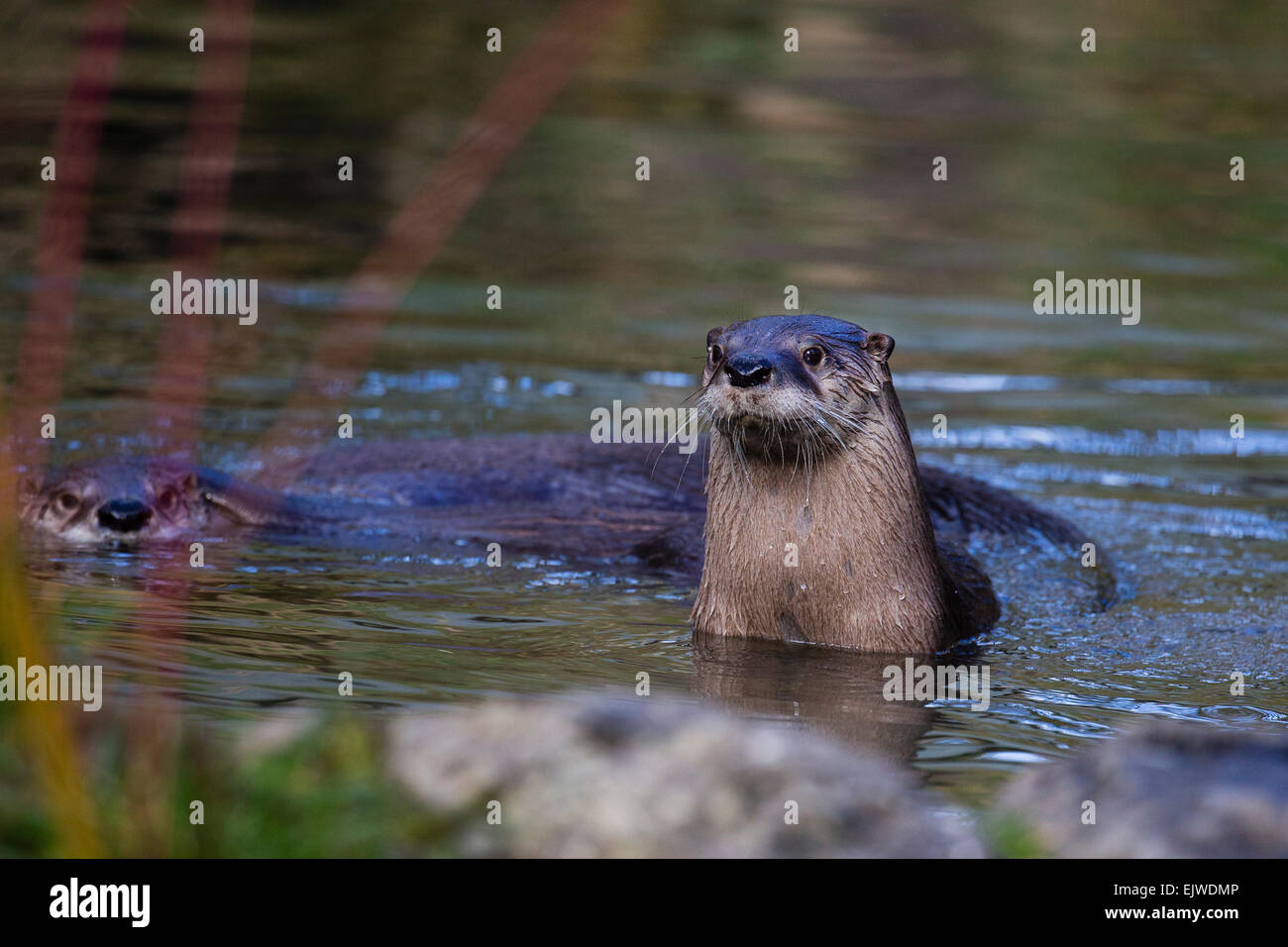 North american river otter hi-res stock photography and images - Alamy