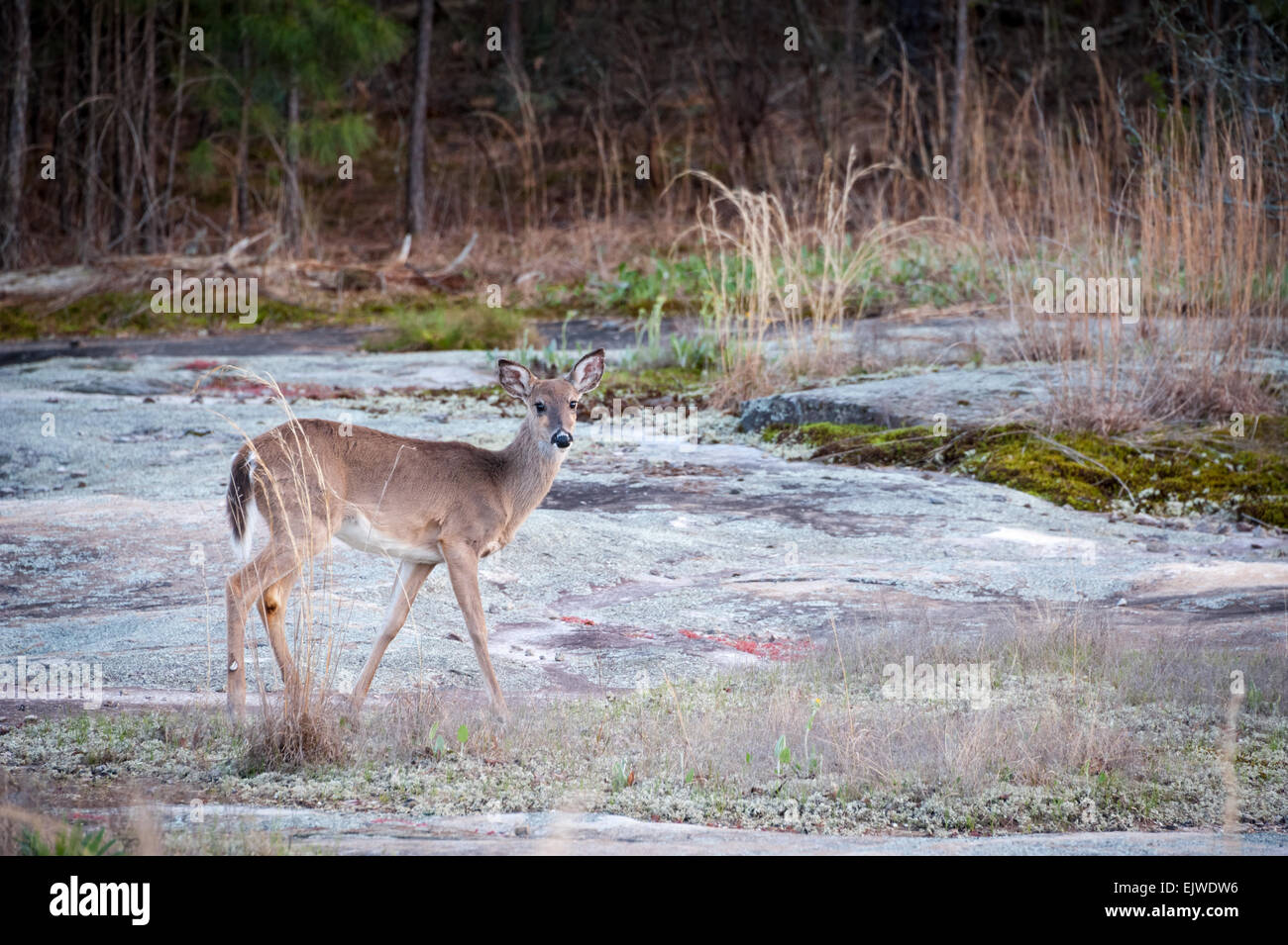 White-tailed deer at dusk on a granite stone outcropping near Atlanta ...