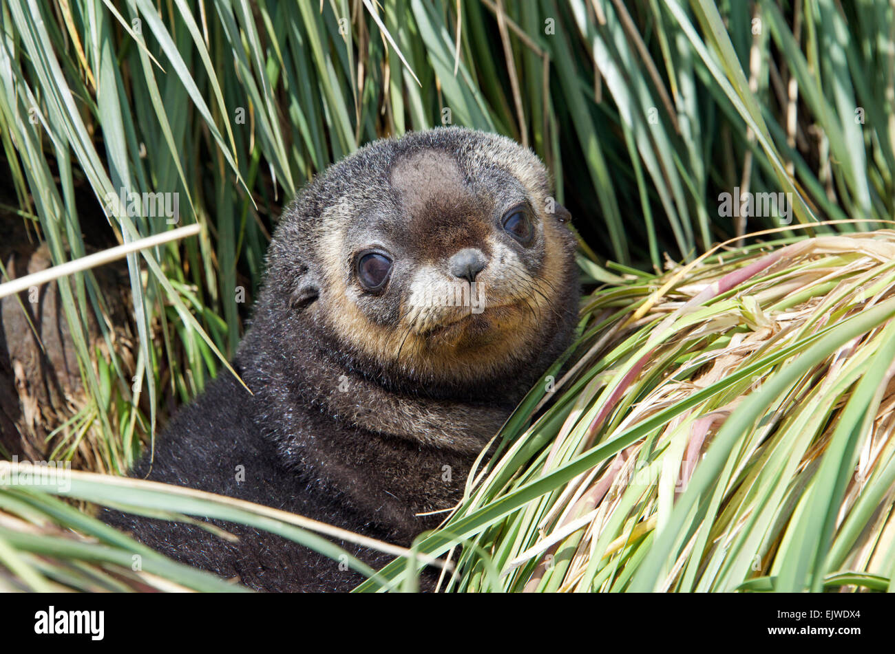 Fur seal pup in long grass Prion Island South Georgia Stock Photo - Alamy