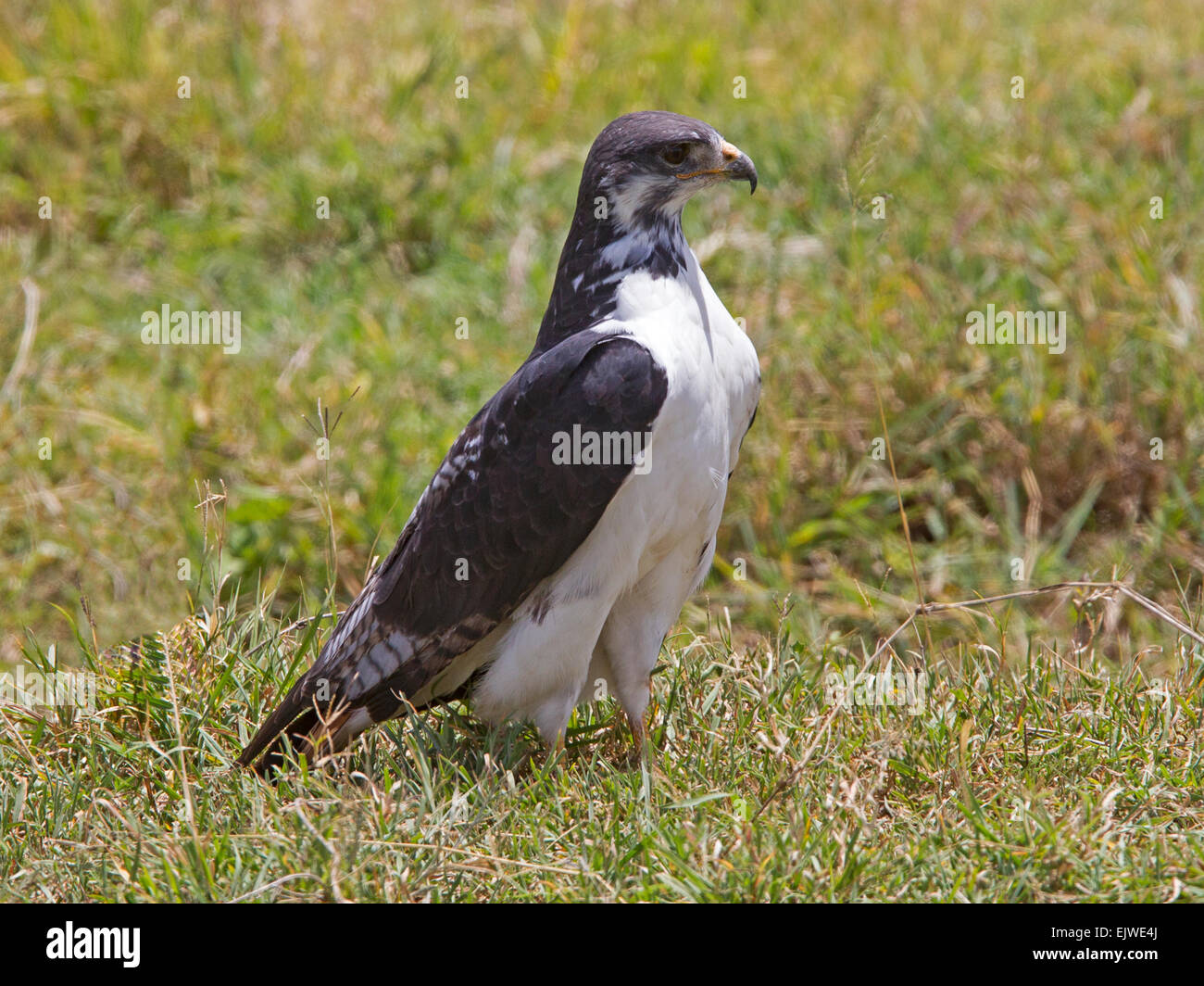 Standing eagle hi-res stock photography and images - Alamy