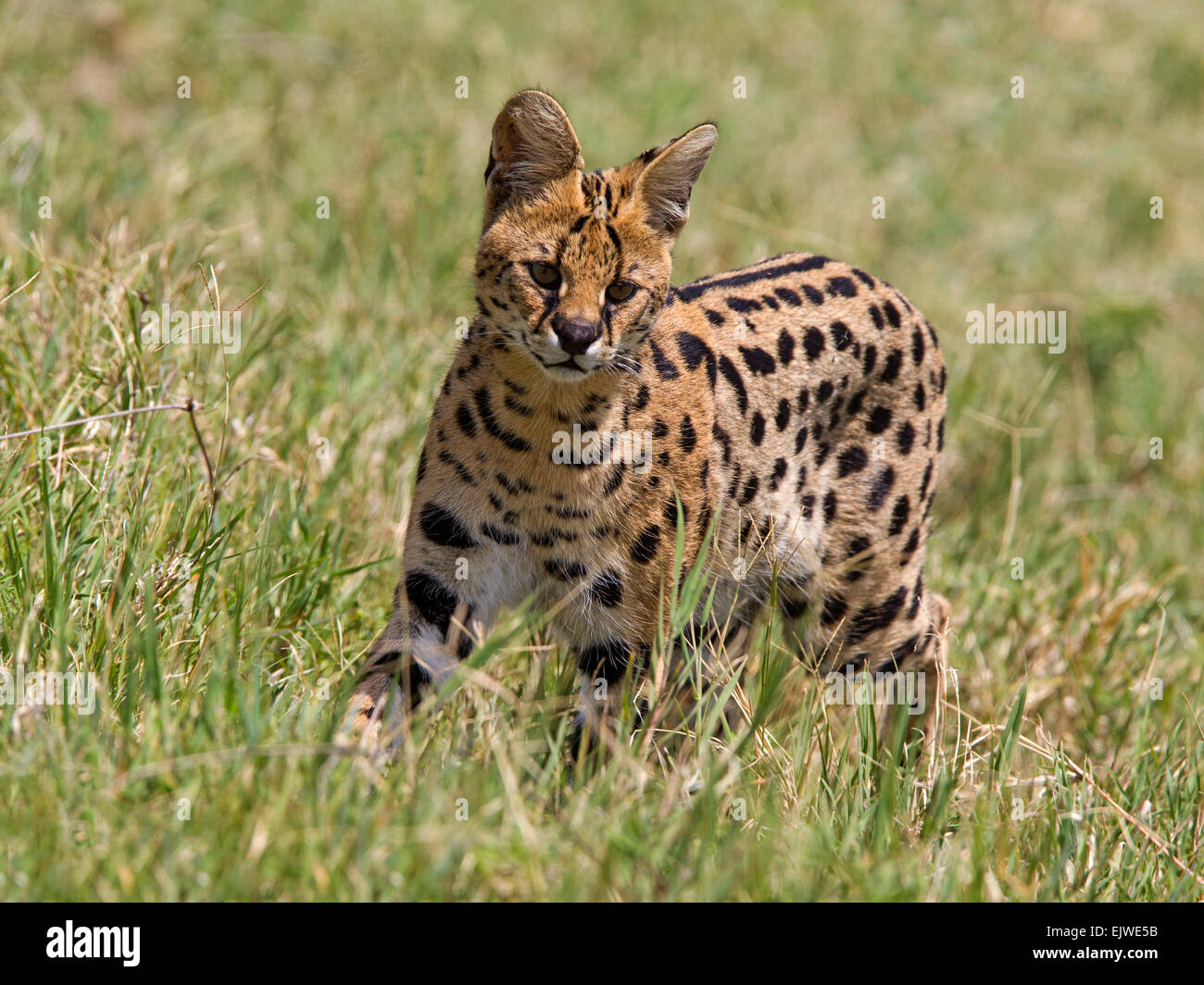 Serval standing hi-res stock photography and images - Alamy