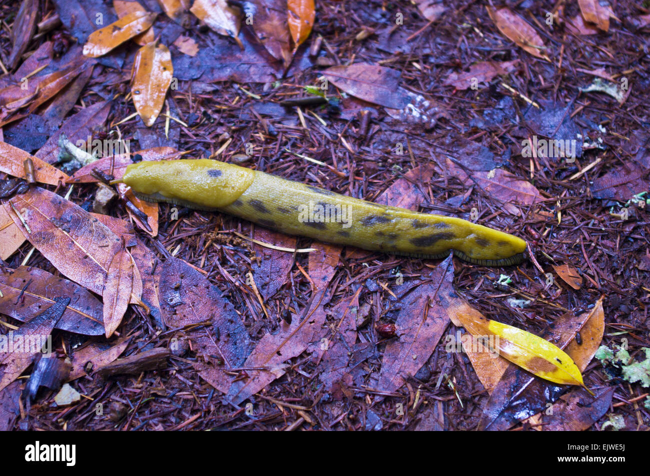 Banana slug hi-res stock photography and images - Alamy