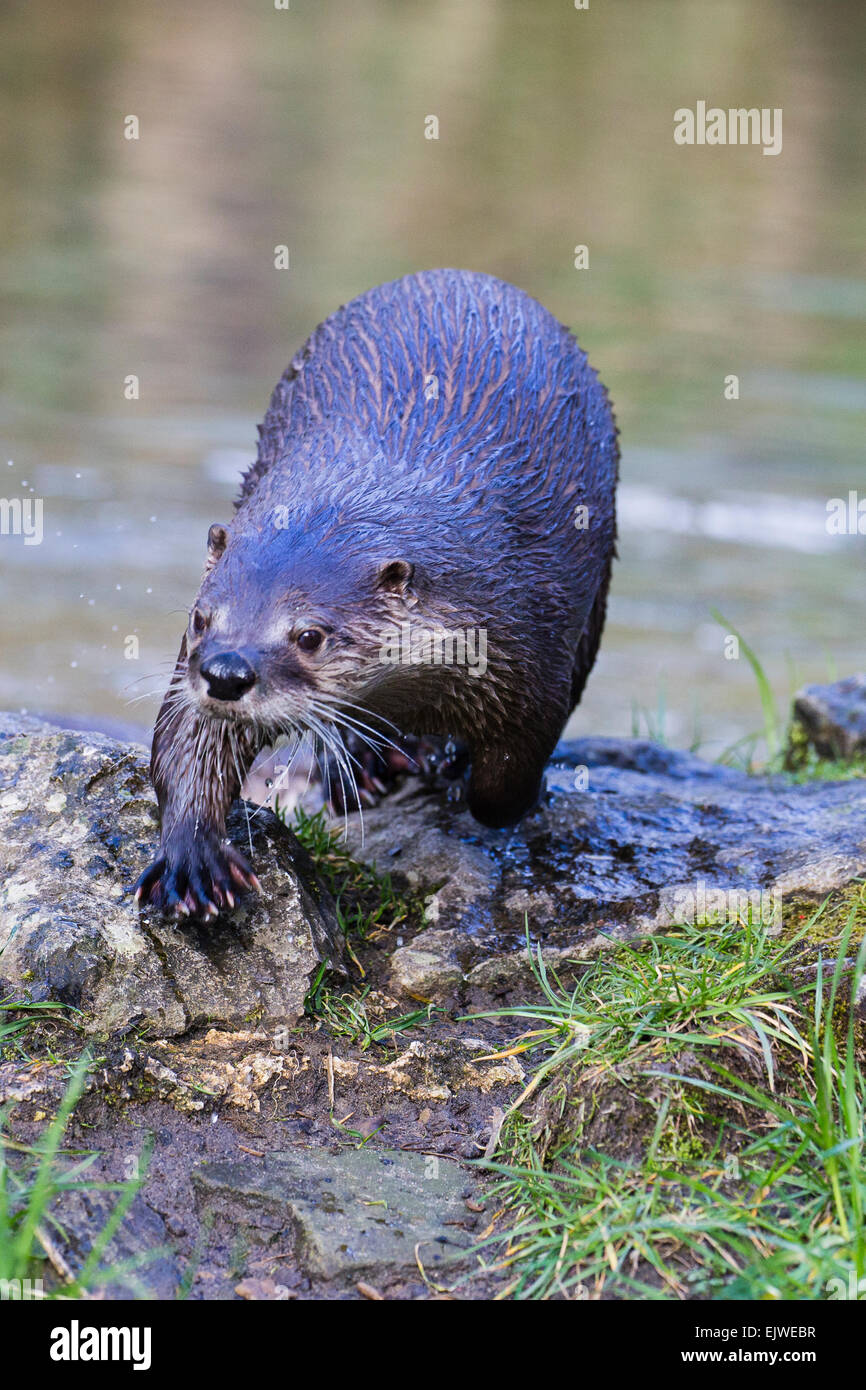 Two North American river otter live in a large enclosure in the ...