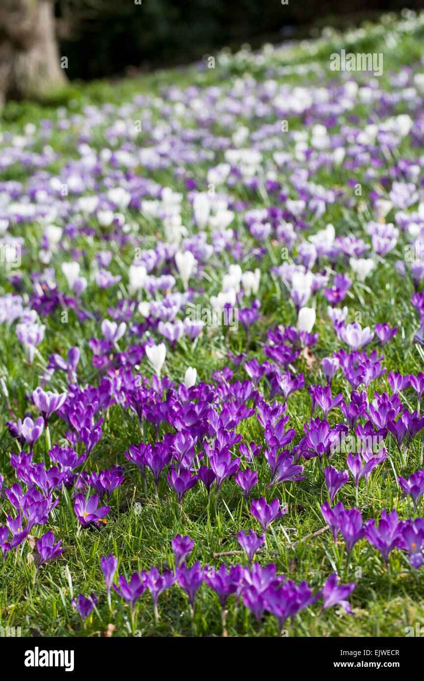 Crocuses growing in grass hi-res stock photography and images - Alamy