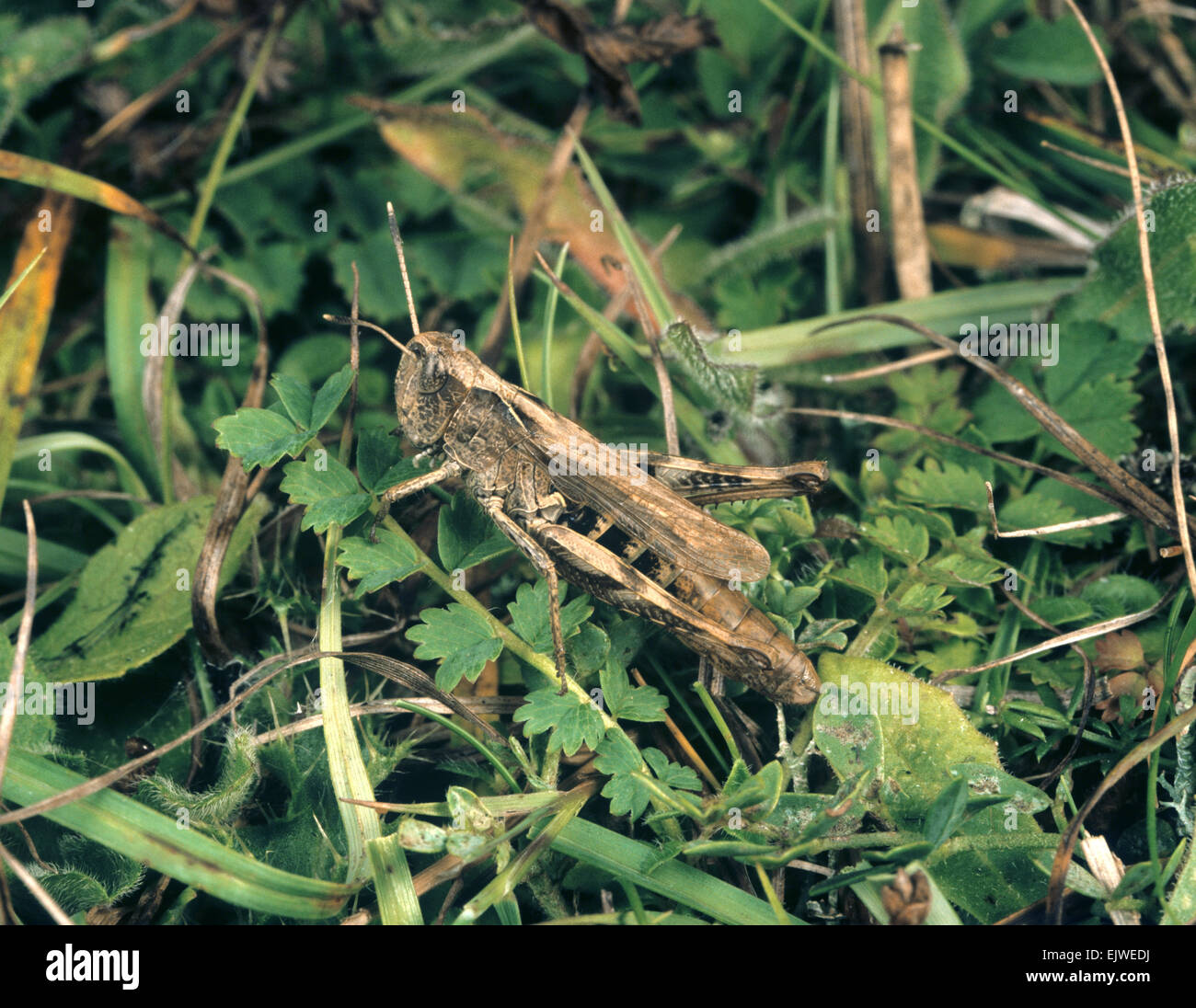 Rufus hi-res stock photography and images - Alamy