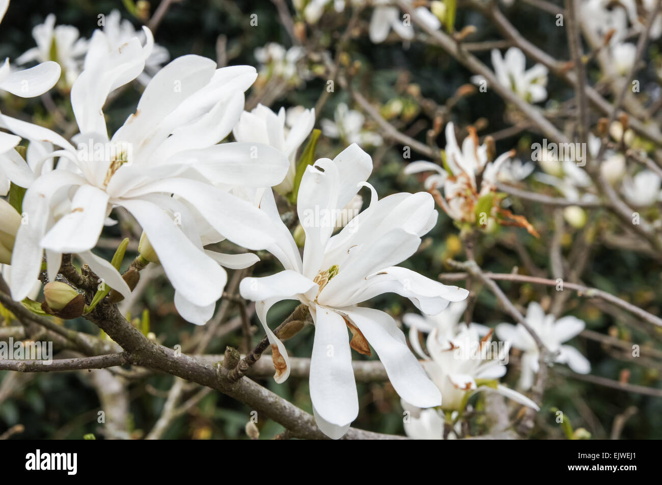 Blooming flowers of white star magnolia tree, Magnolia stellata Stock ...