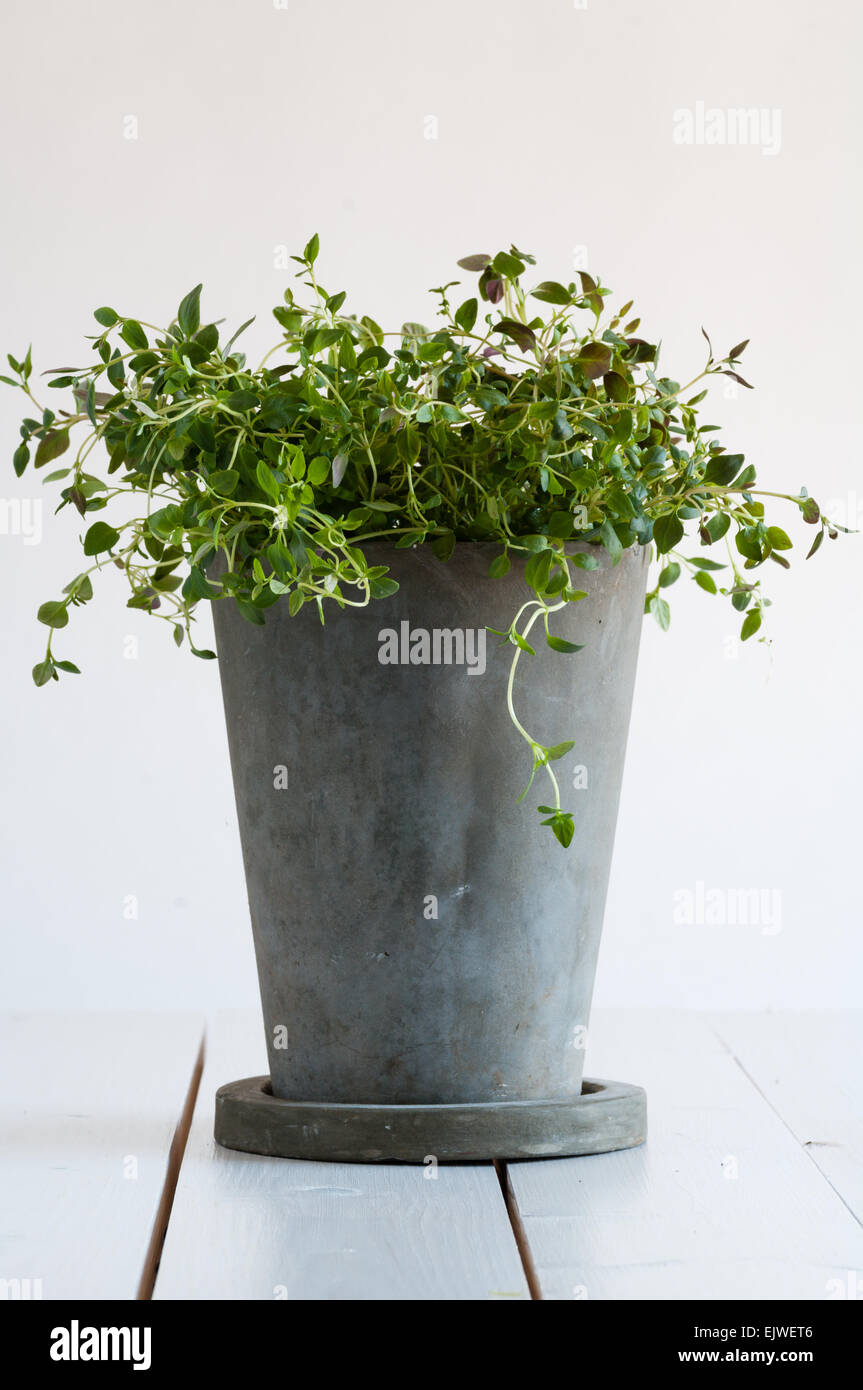 Oregano plant pot hi-res stock photography and images - Alamy