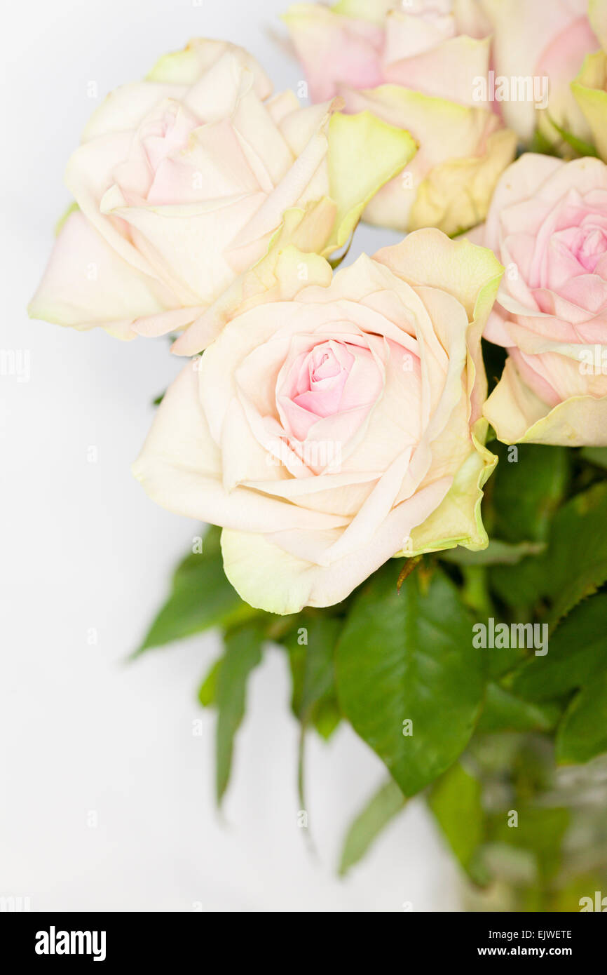 detail of a light pink and white roses, close up with white background ...