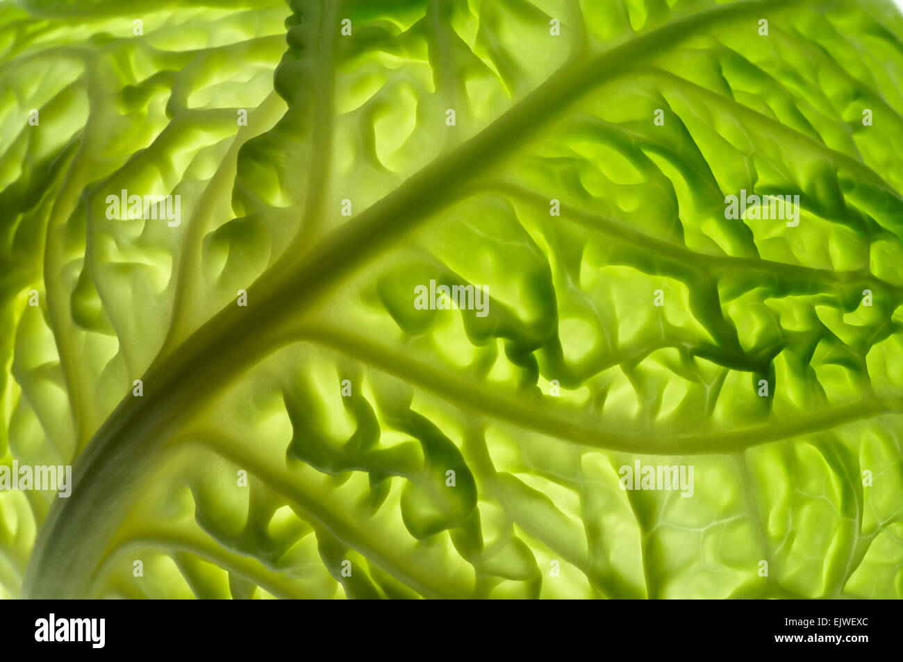 Cabbage texture background back lighted Stock Photo - Alamy