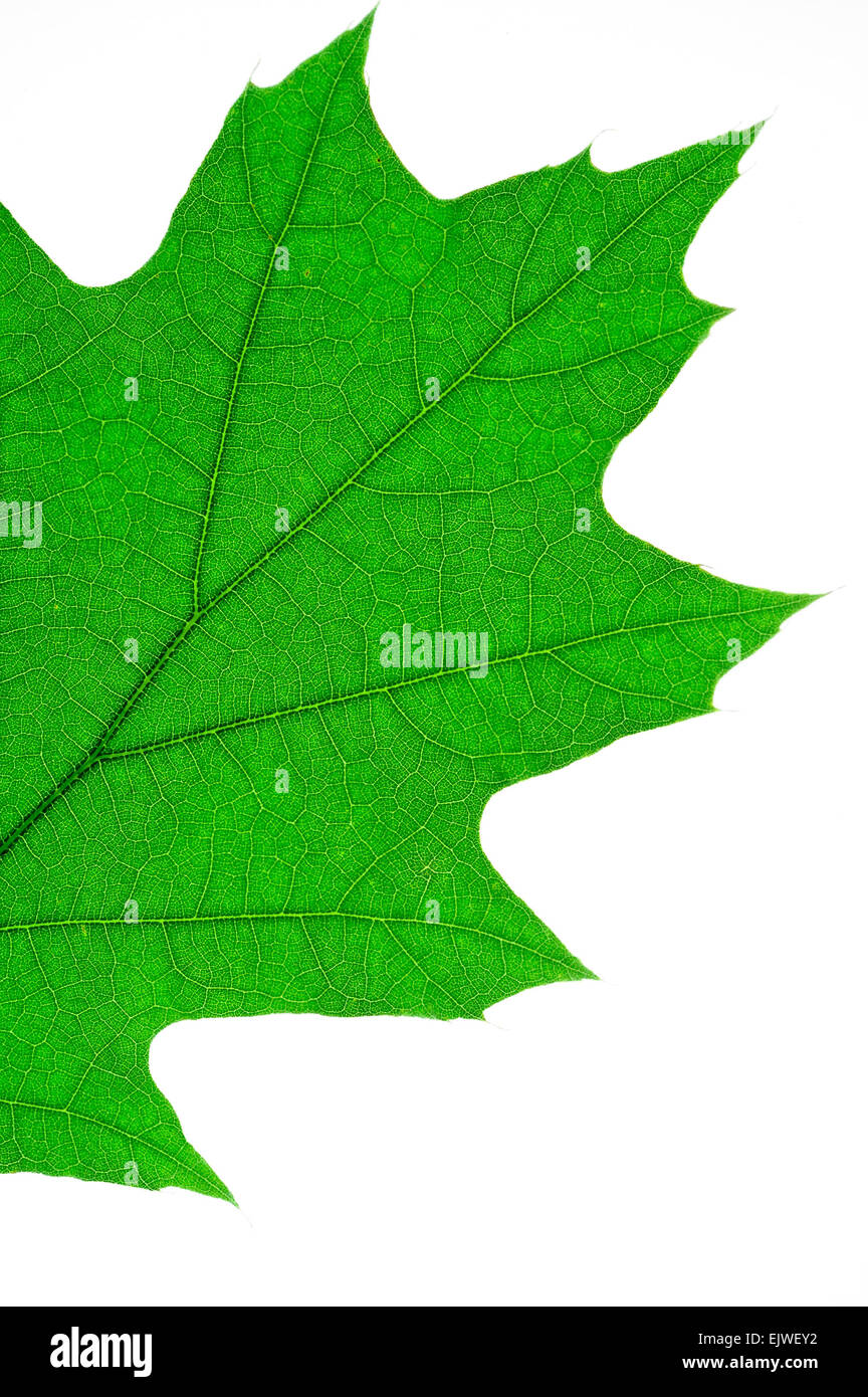 Tough leaf hi-res stock photography and images - Alamy