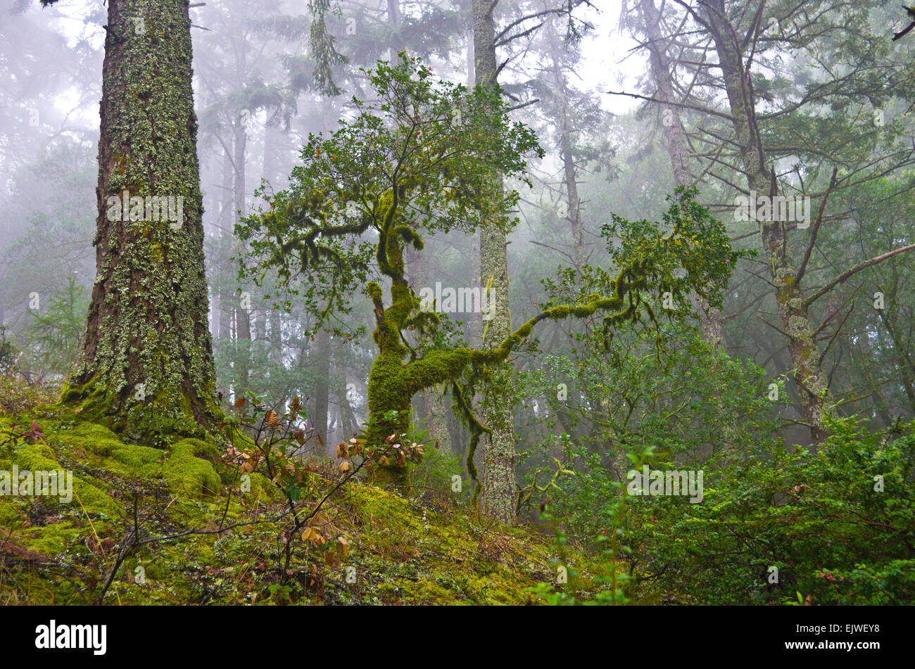 Moss covered forest in the fog along the Dipsea - Steep Ravine trail ...