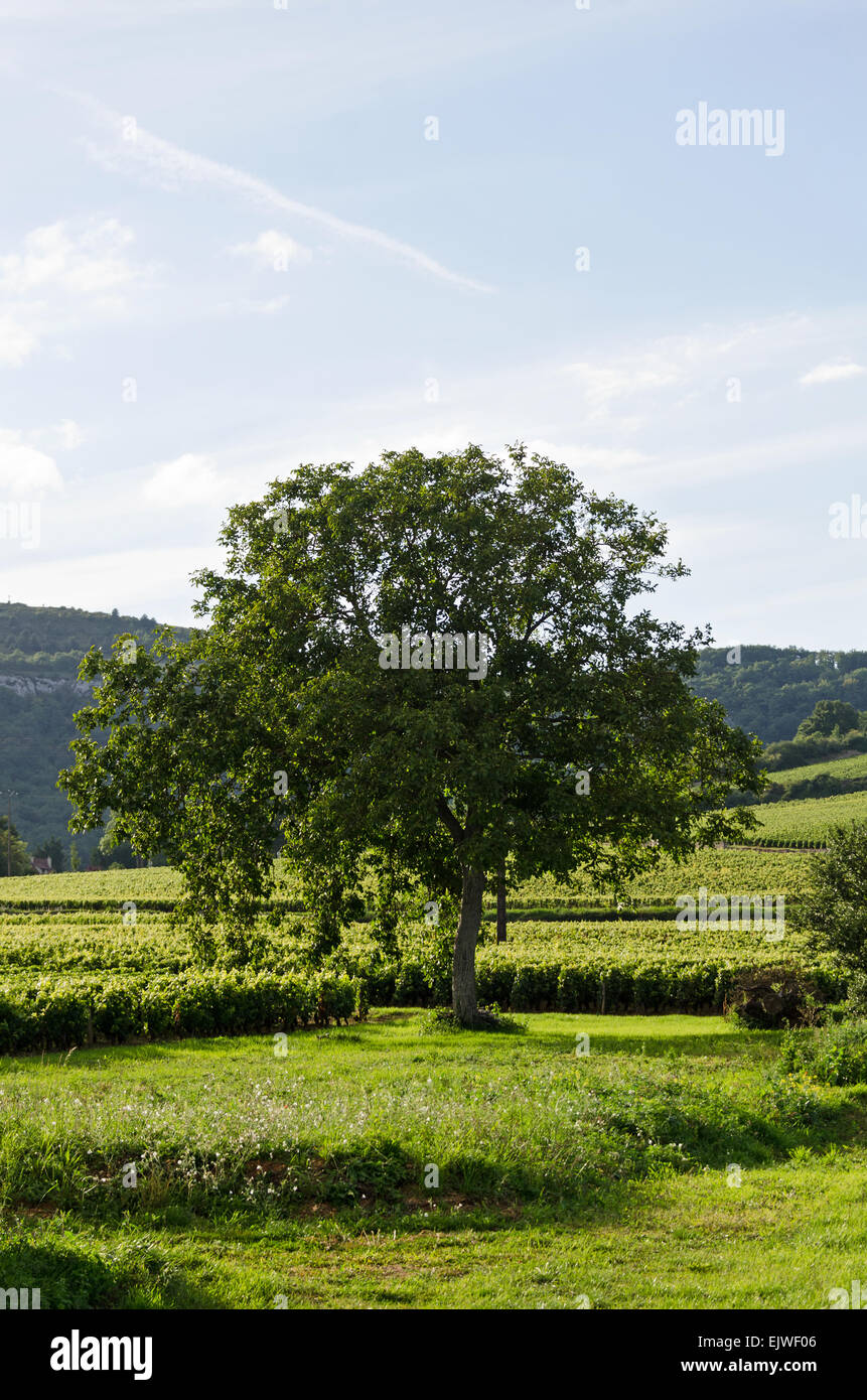 A lone ash tree grows amid vineyards in Santenay, Côte-dOr, Burgundy ...
